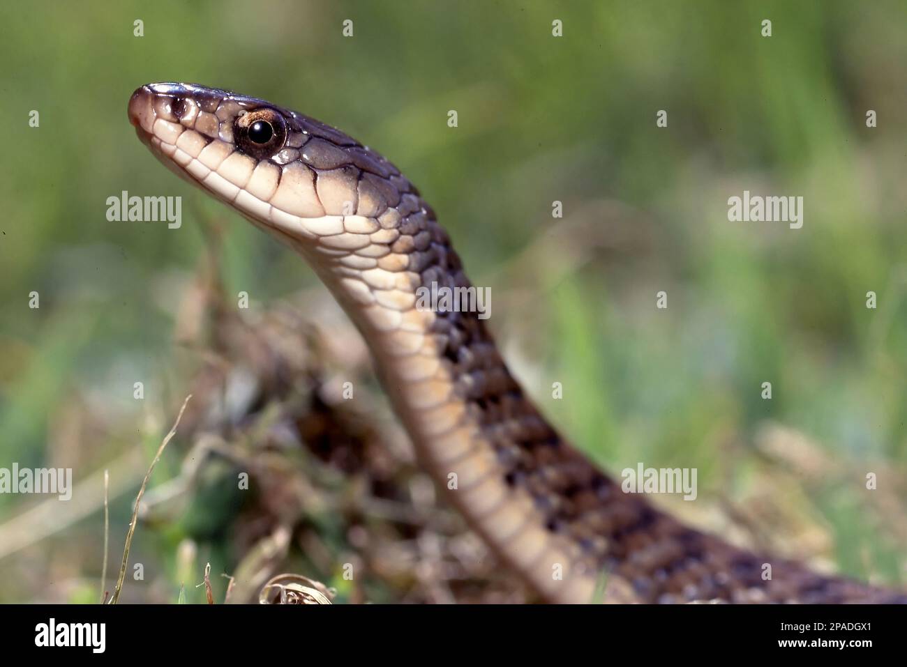Australian keelback snake hi-res stock photography and images - Alamy