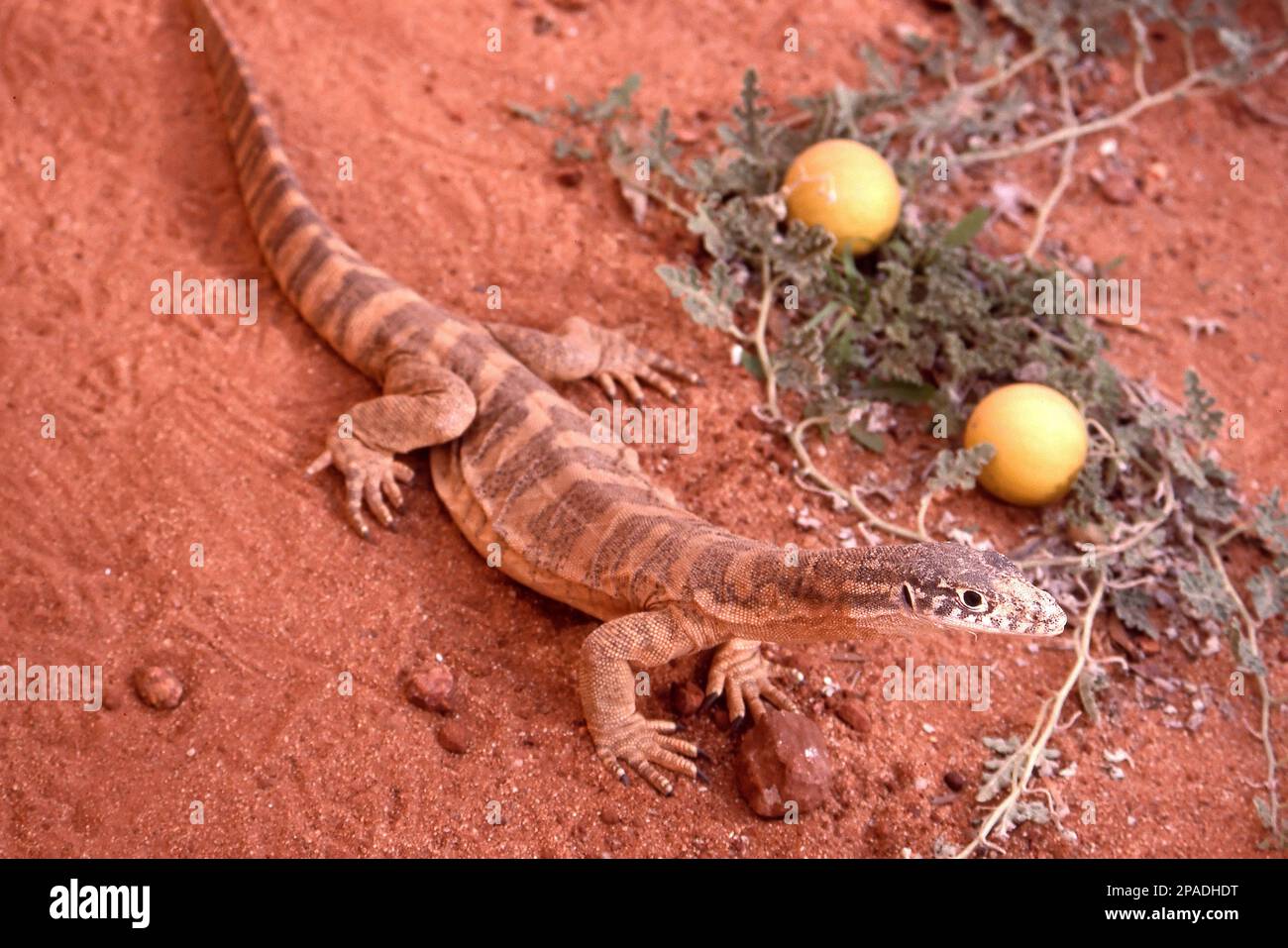 Australian Spencer's Monitor on red soil habitat Stock Photo - Alamy