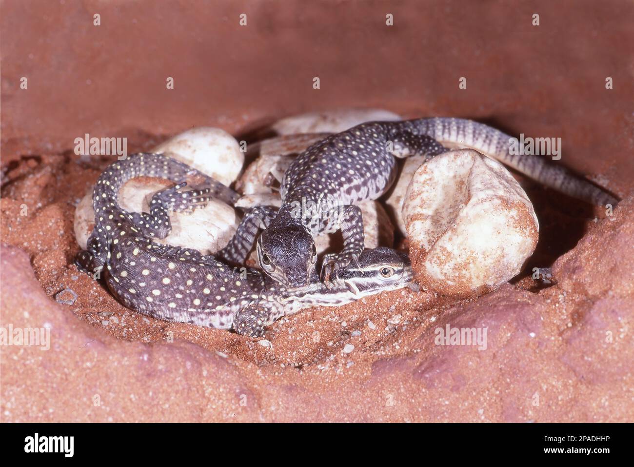 Lizard hatching lizard hi-res stock photography and images - Alamy