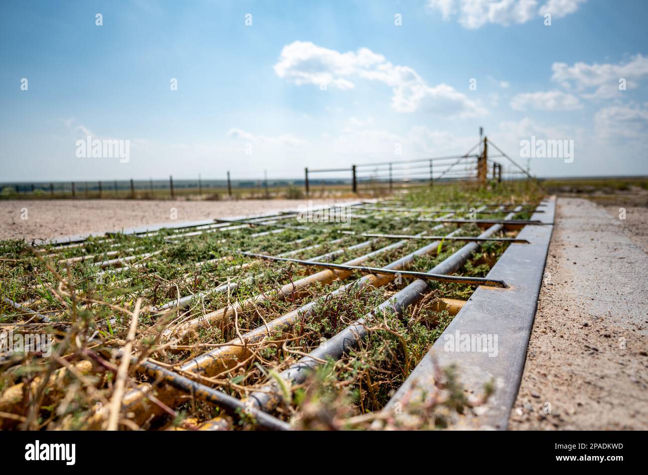 Metal cattle crossing ground gate with weeds growing between Stock ...