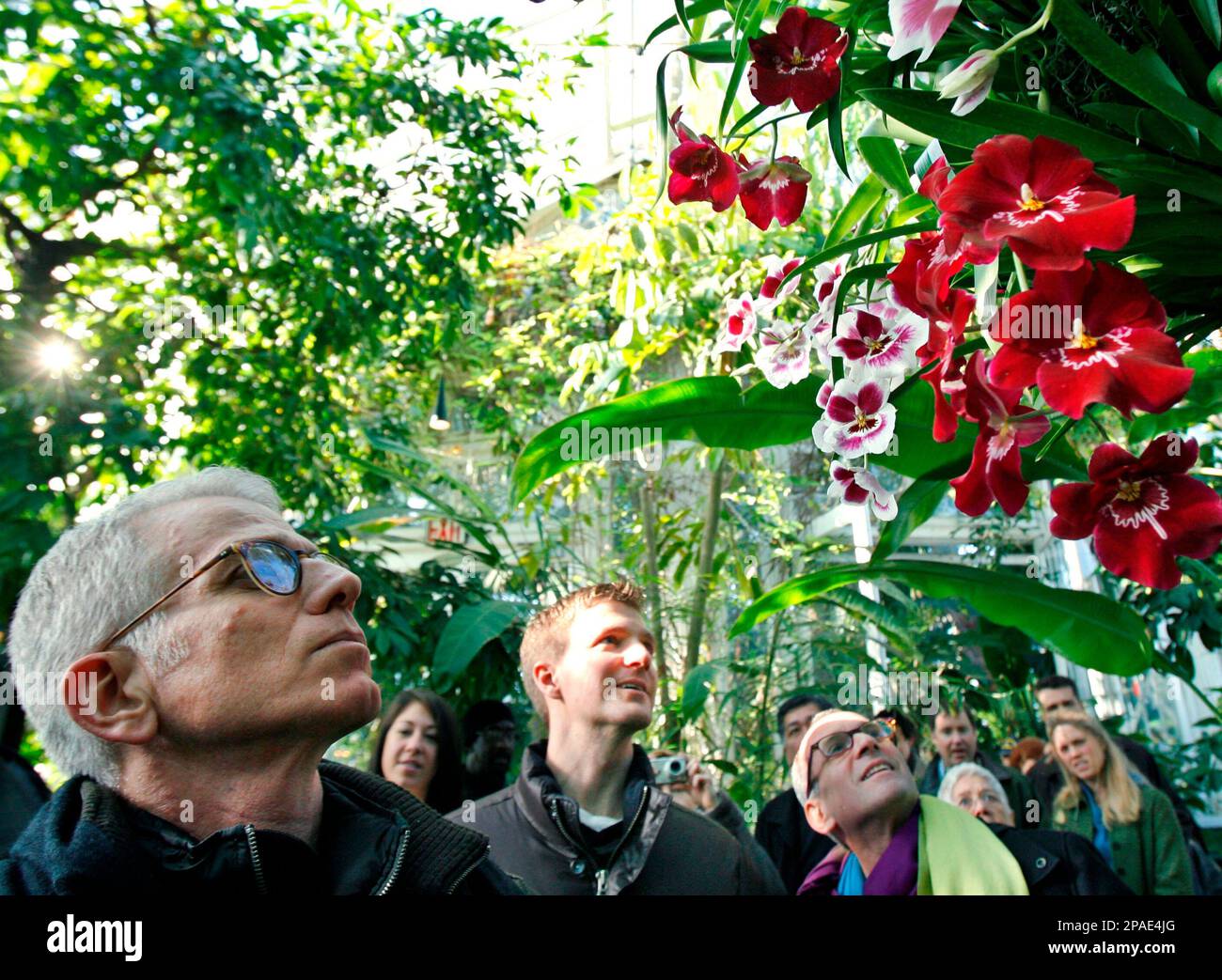 Spectators admire pansy orchids while roaming through the Haupt ...