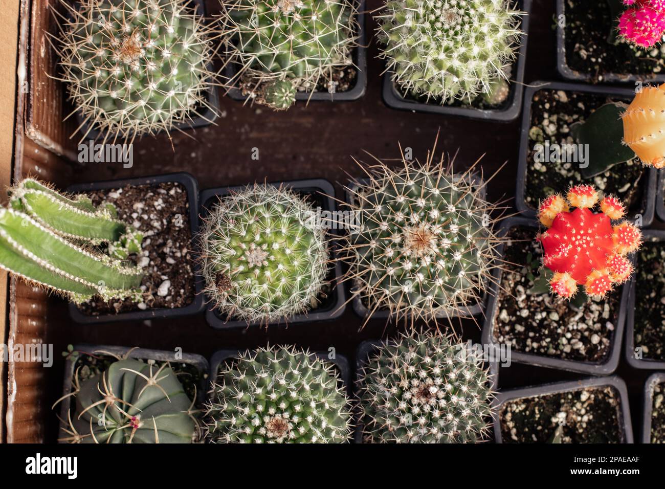 Urban cactus house hi-res stock photography and images - Alamy