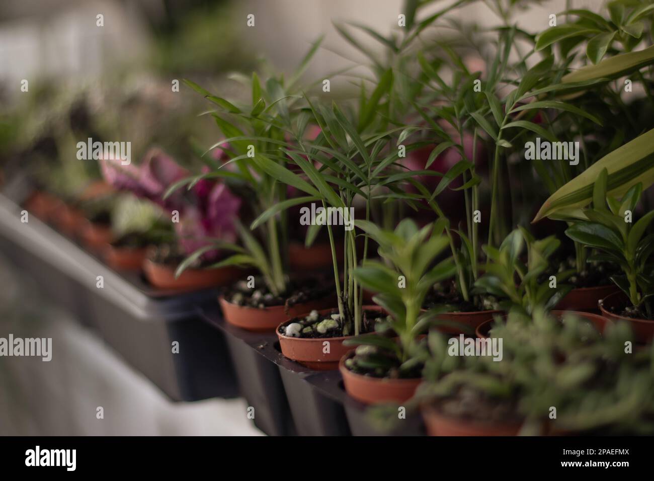Small potted houseplants. Majesty Palm and Jade plant Stock Photo - Alamy