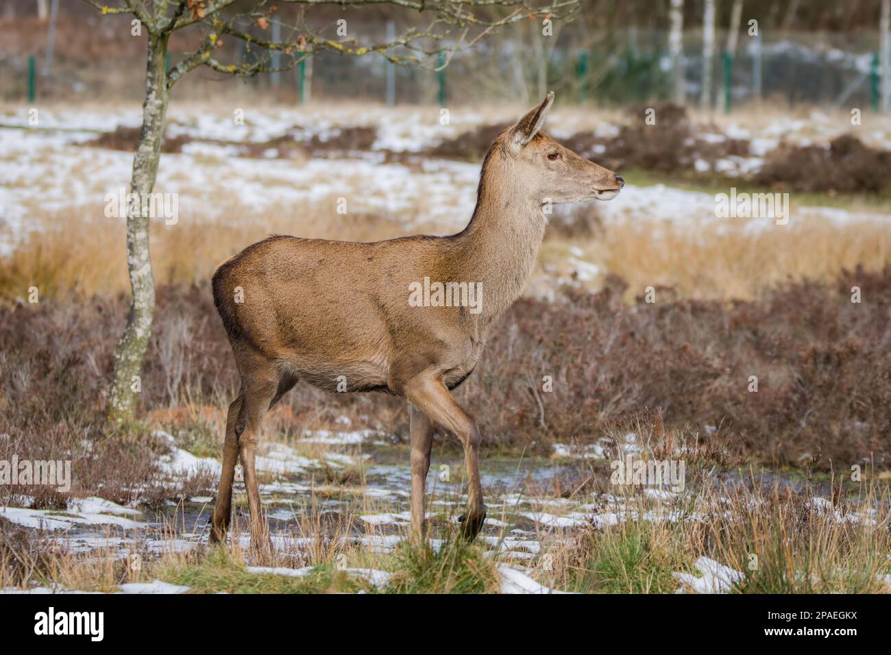 Red deer hind scotland winter hi-res stock photography and images - Alamy
