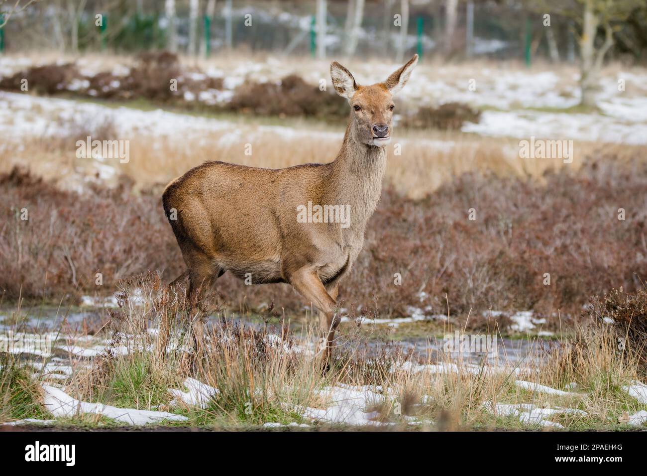 Red deer hind scotland winter hi-res stock photography and images - Alamy