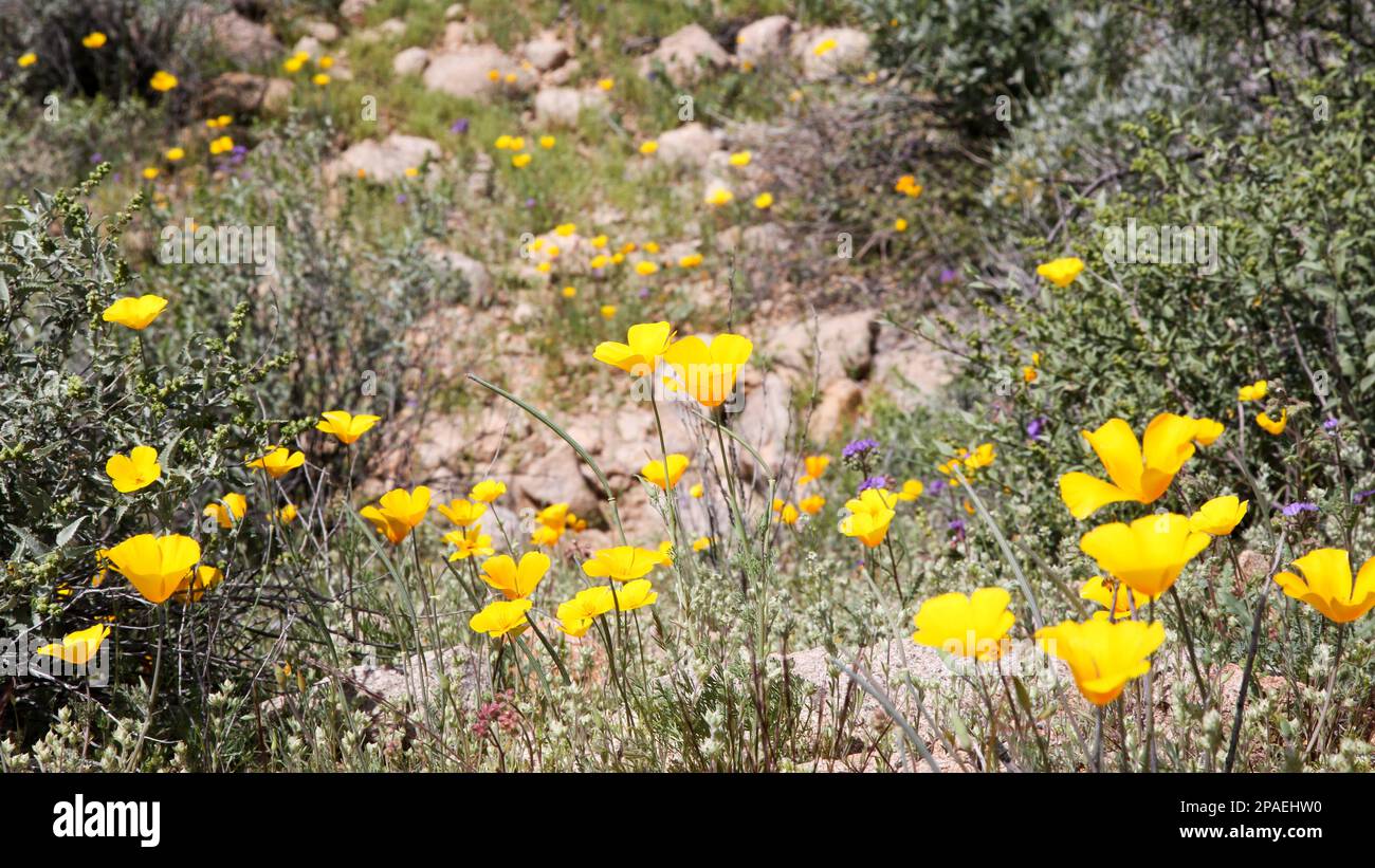 California Poppies are blooming along landscape surrounding the ...