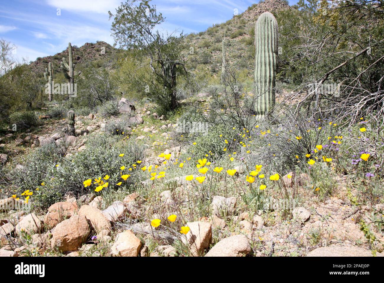California Poppies are blooming along landscape surrounding the ...