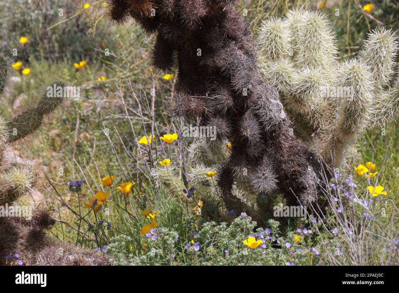 California Poppies are blooming along landscape surrounding the ...