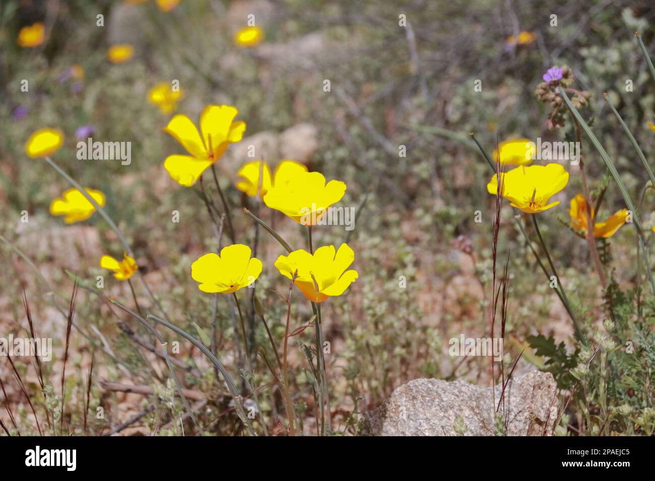 California Poppies are blooming along landscape surrounding the ...
