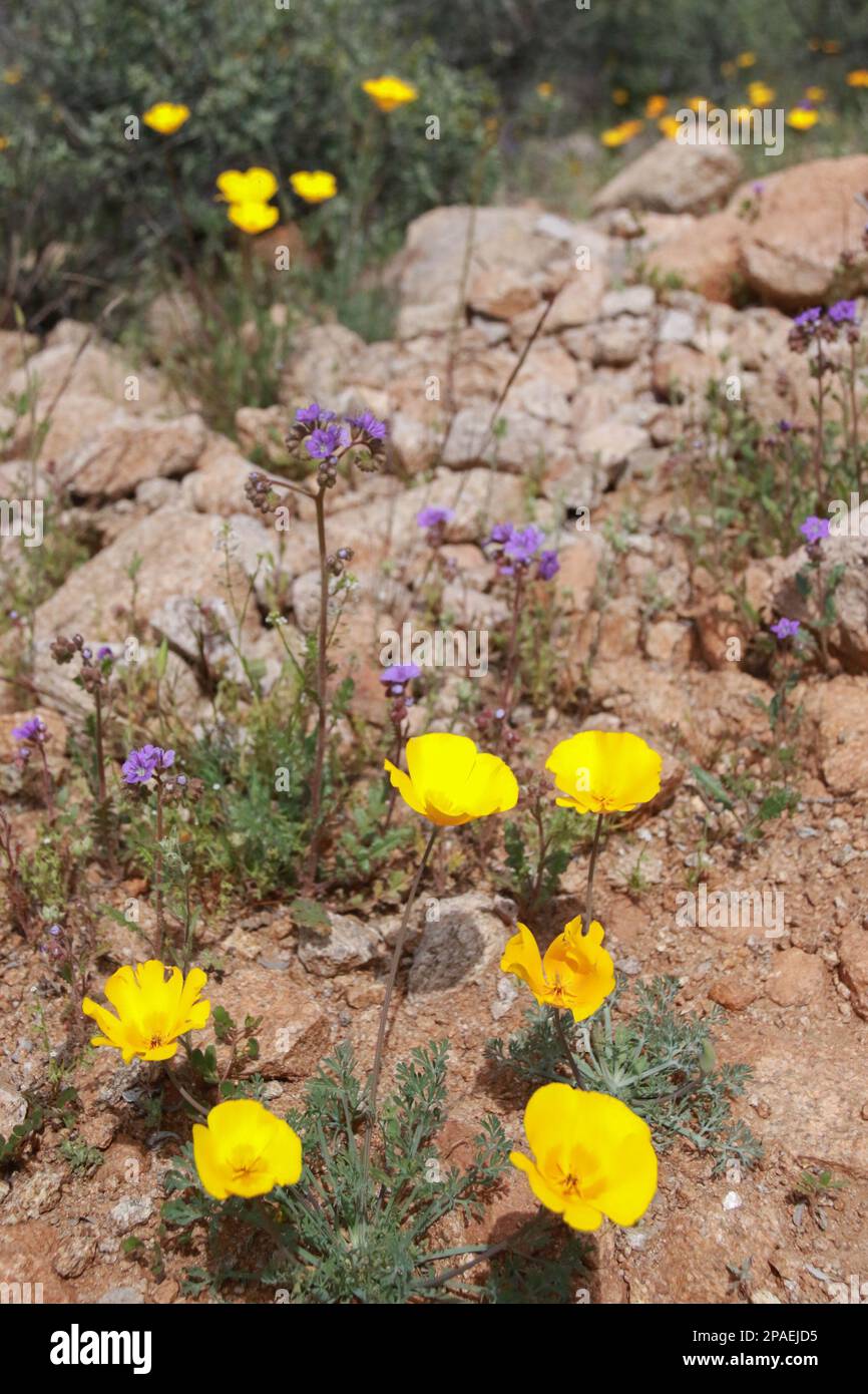 California Poppies are blooming along landscape surrounding the ...