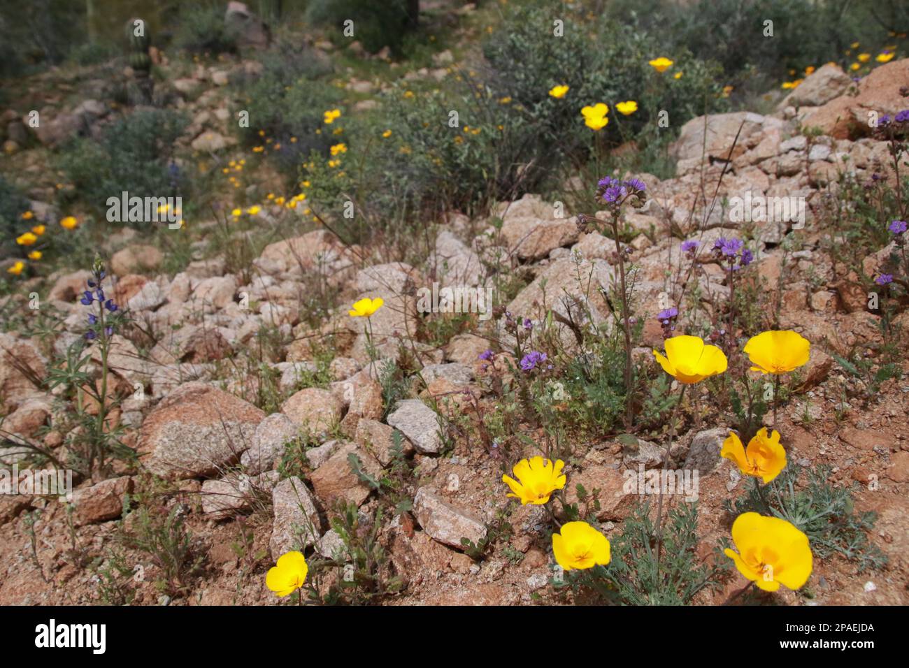California Poppies are blooming along landscape surrounding the ...