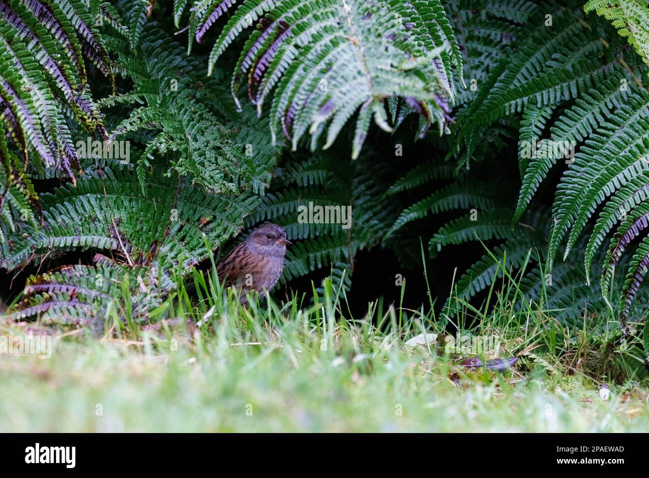Dunnock [ Prunella modularis ] on grass under shrub and fern Stock ...
