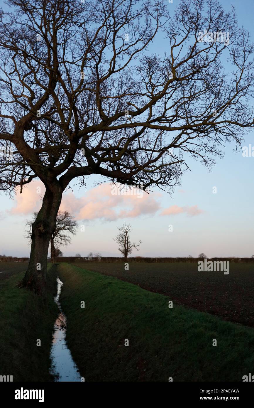 Silhouette of tree and water in ditch at fields edge, Suffolk, England ...