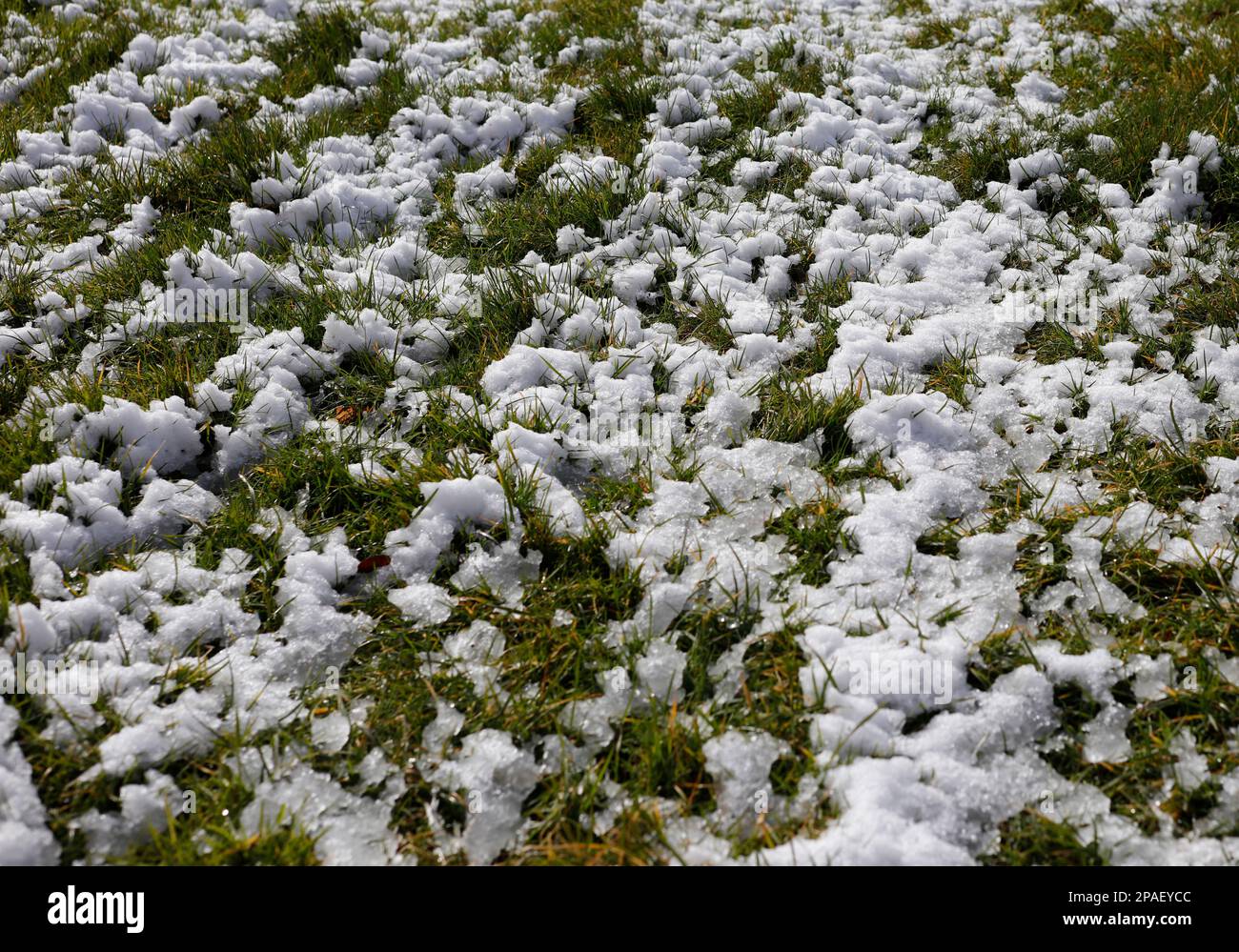 A covering of snow in a speckled pattern on grass, light snow covered ...