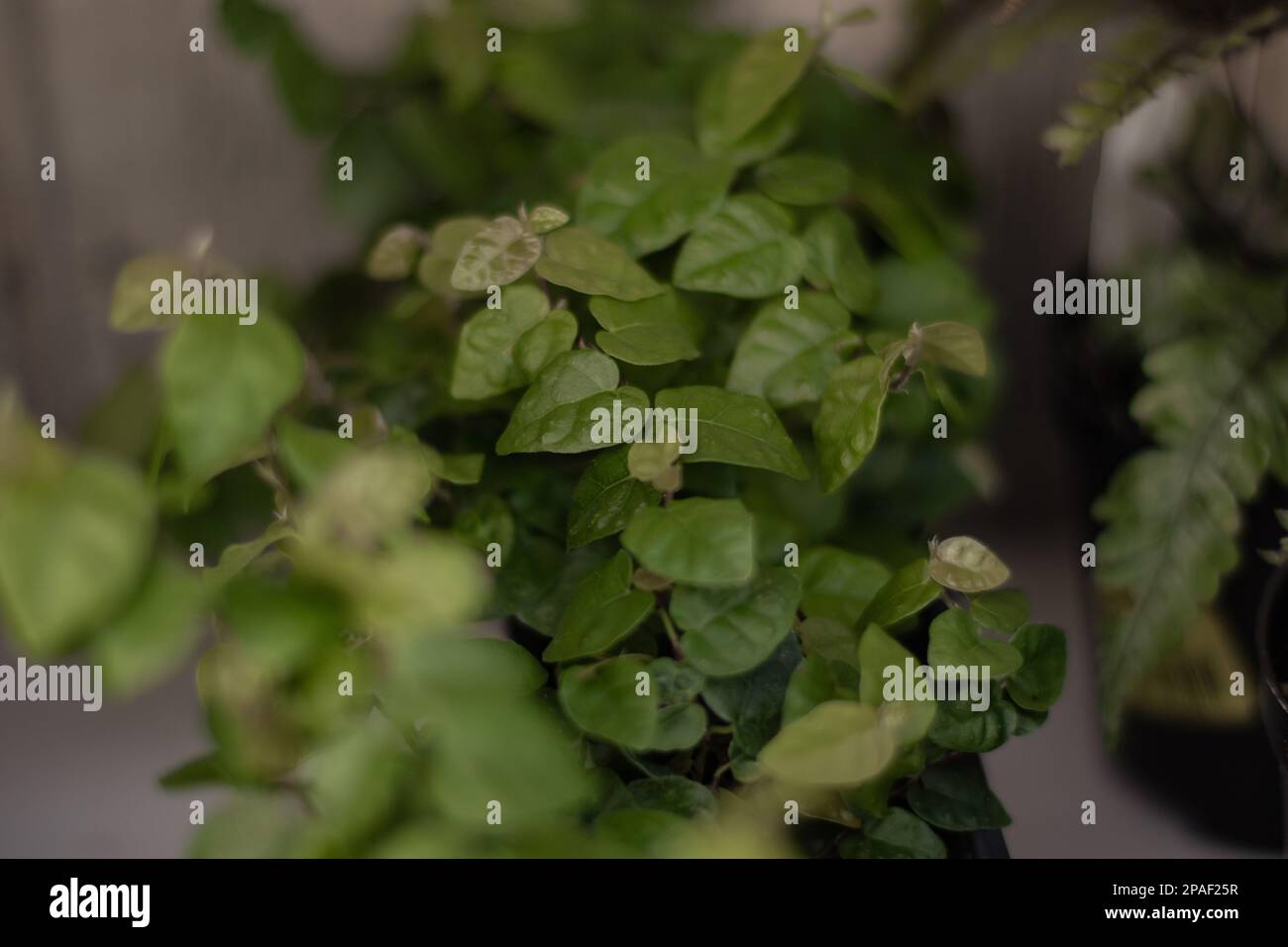 Macro shot of Fiscus Pumila plant Stock Photo - Alamy