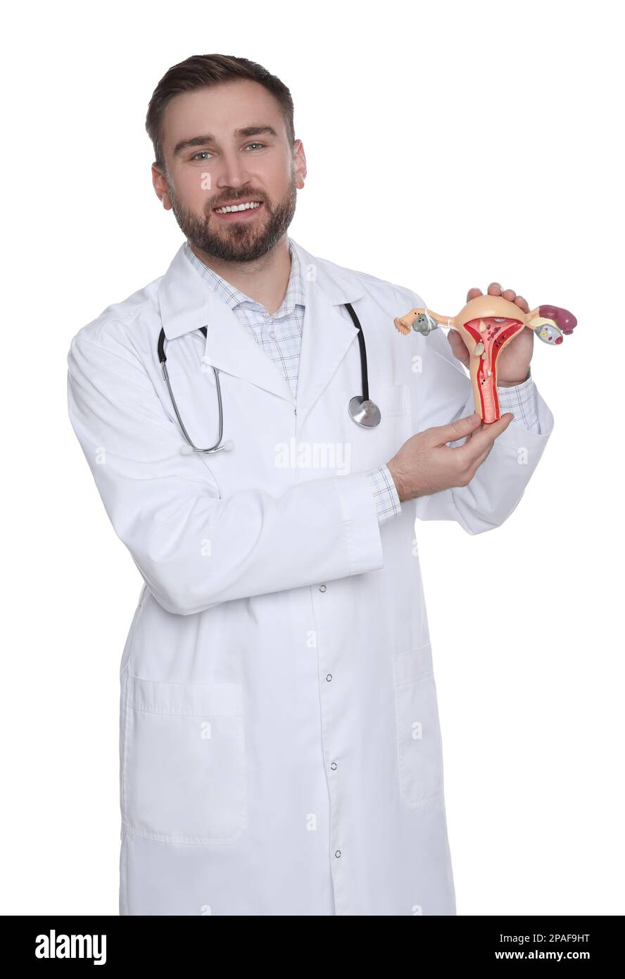 Doctor demonstrating model of female reproductive system on white ...