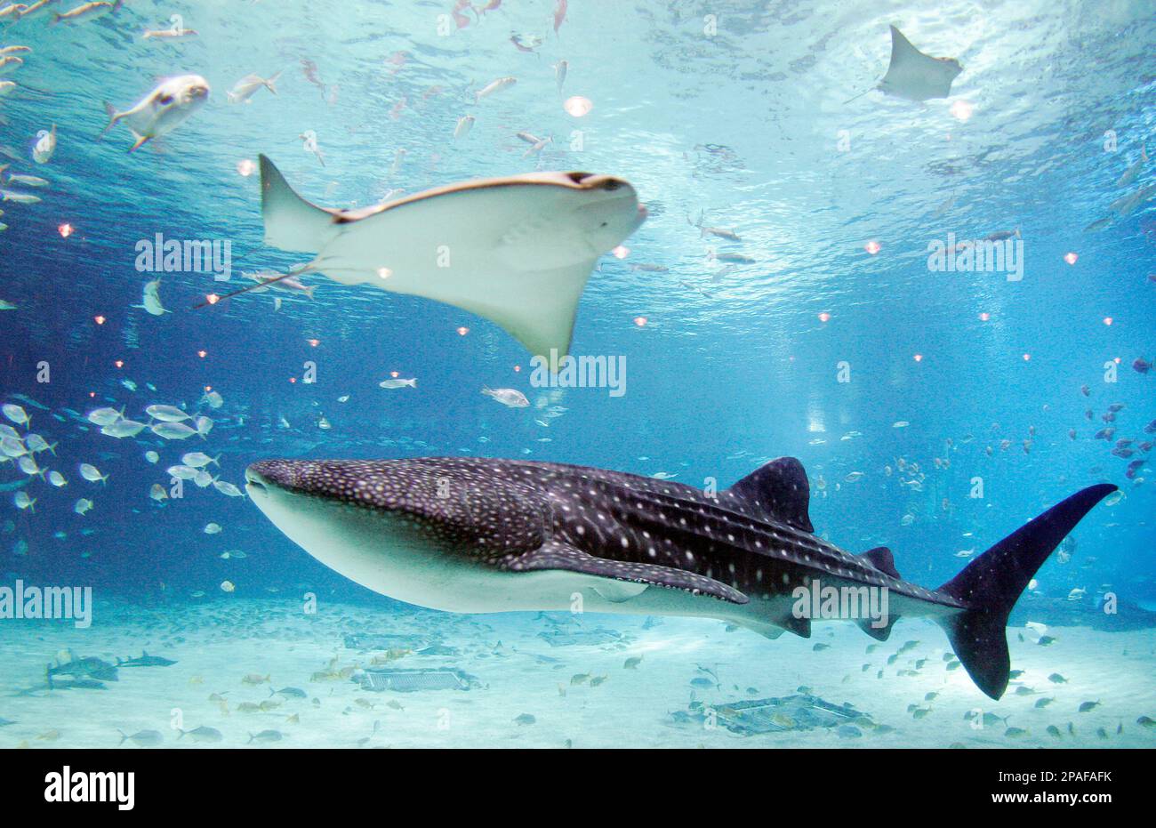 Whale Sharks Eating People