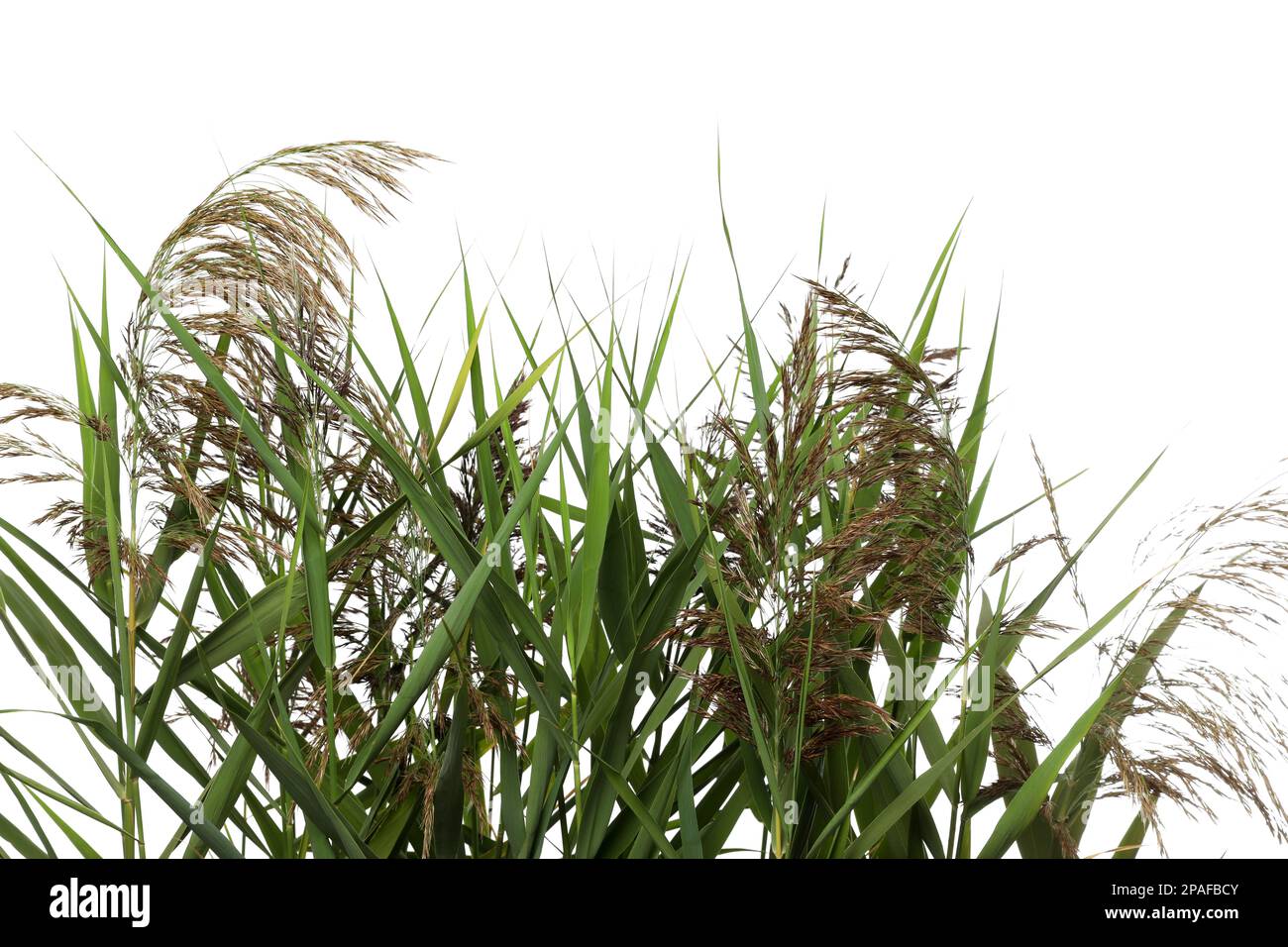 Beautiful reeds with lush green leaves and seed heads on white ...