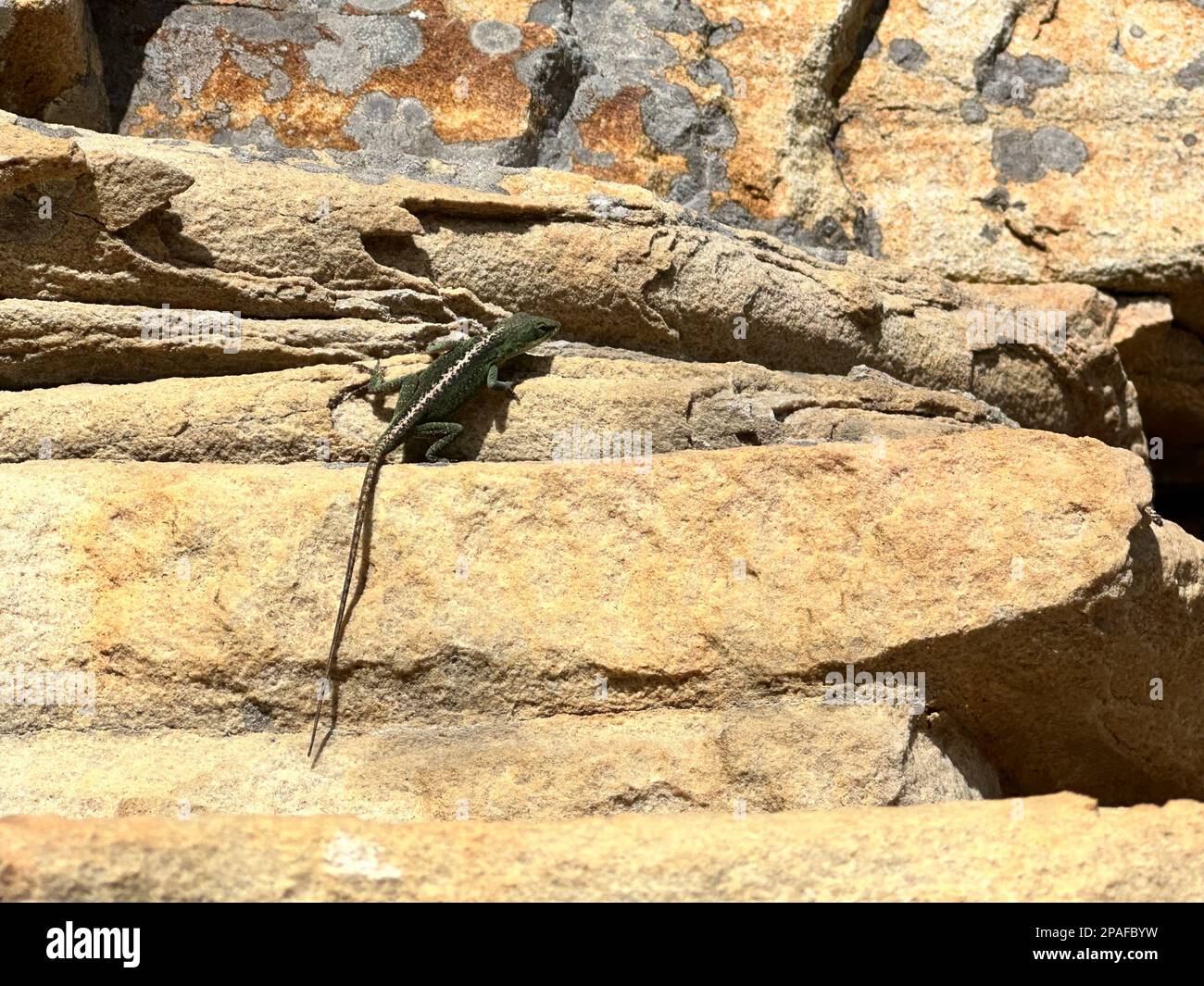The Lizard in his natural habitat by sun bathing Stock Photo - Alamy