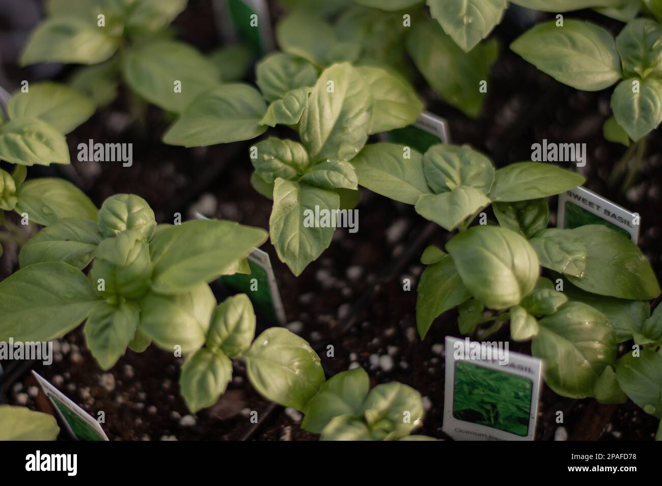 Basil plants in pot hi-res stock photography and images - Alamy