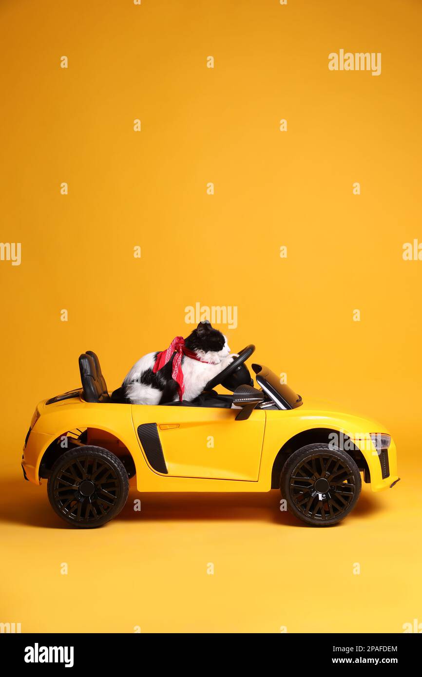 Adorable cat in toy car on yellow background Stock Photo - Alamy