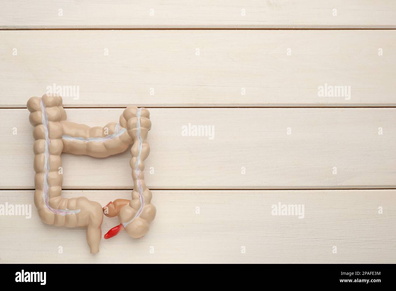 Anatomical model of large intestine on white wooden background, top ...
