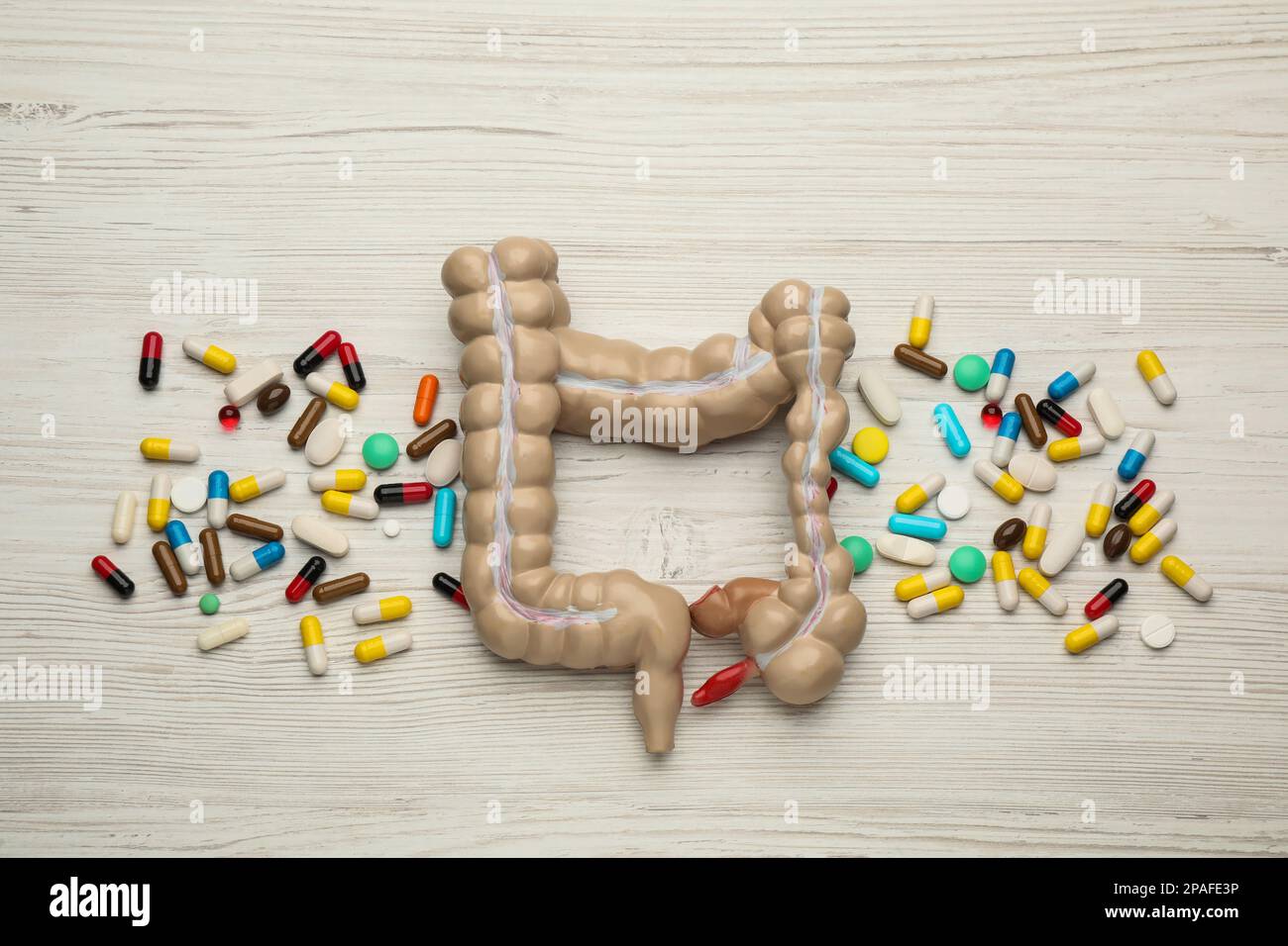 Anatomical model of large intestine and pills on white wooden ...