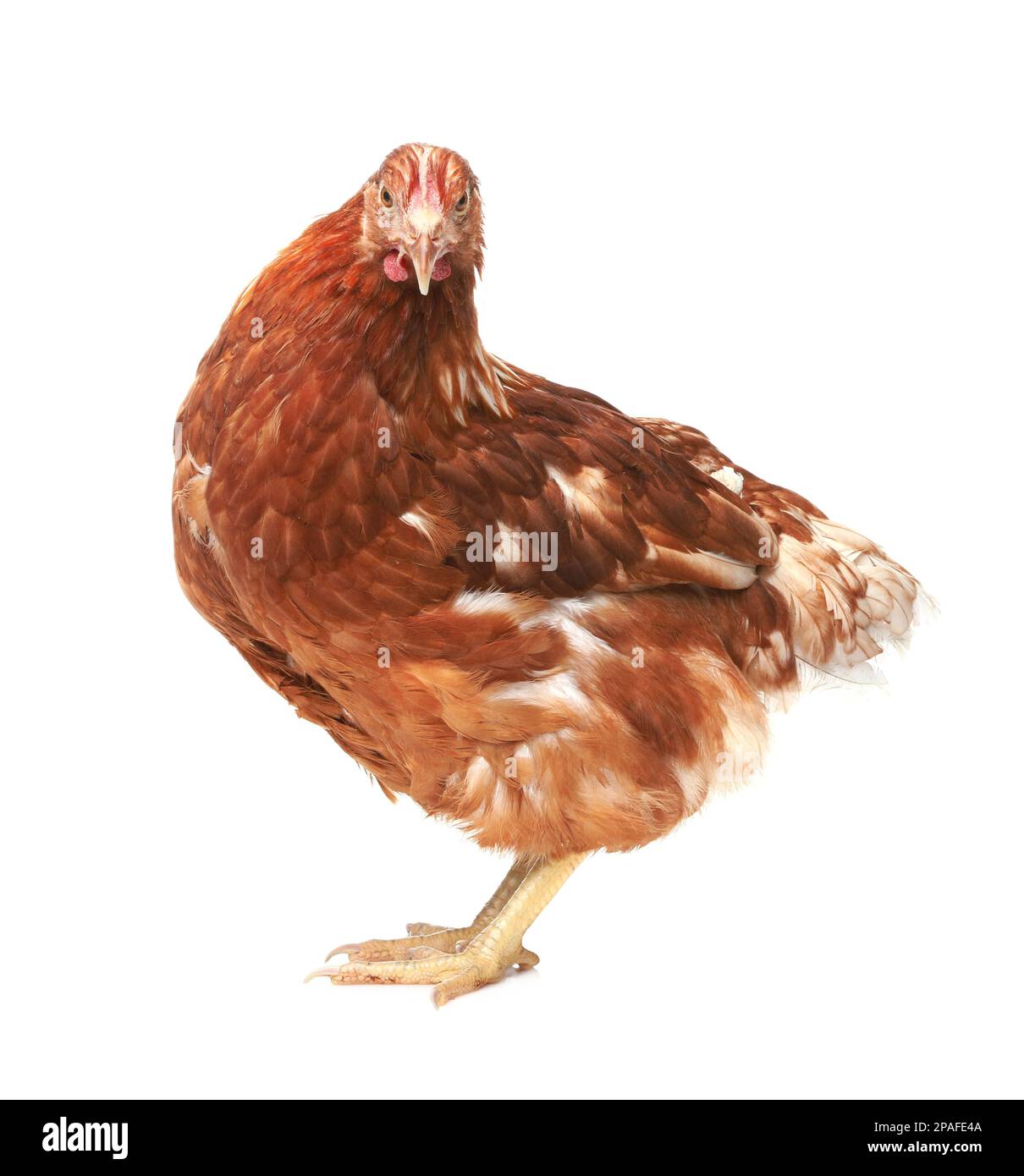 Beautiful chicken on white background. Domestic animal Stock Photo - Alamy