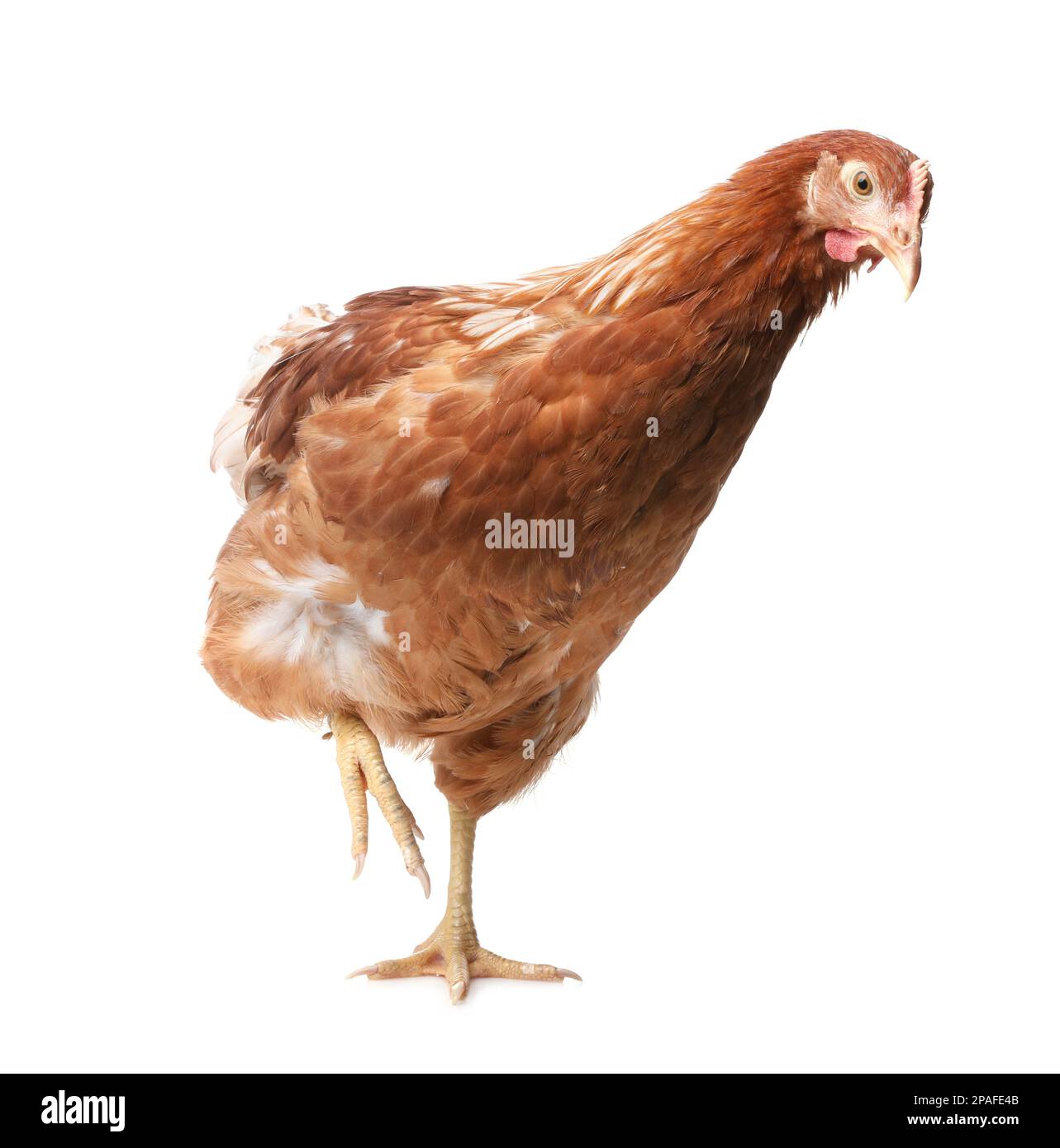 Beautiful chicken on white background. Domestic animal Stock Photo - Alamy