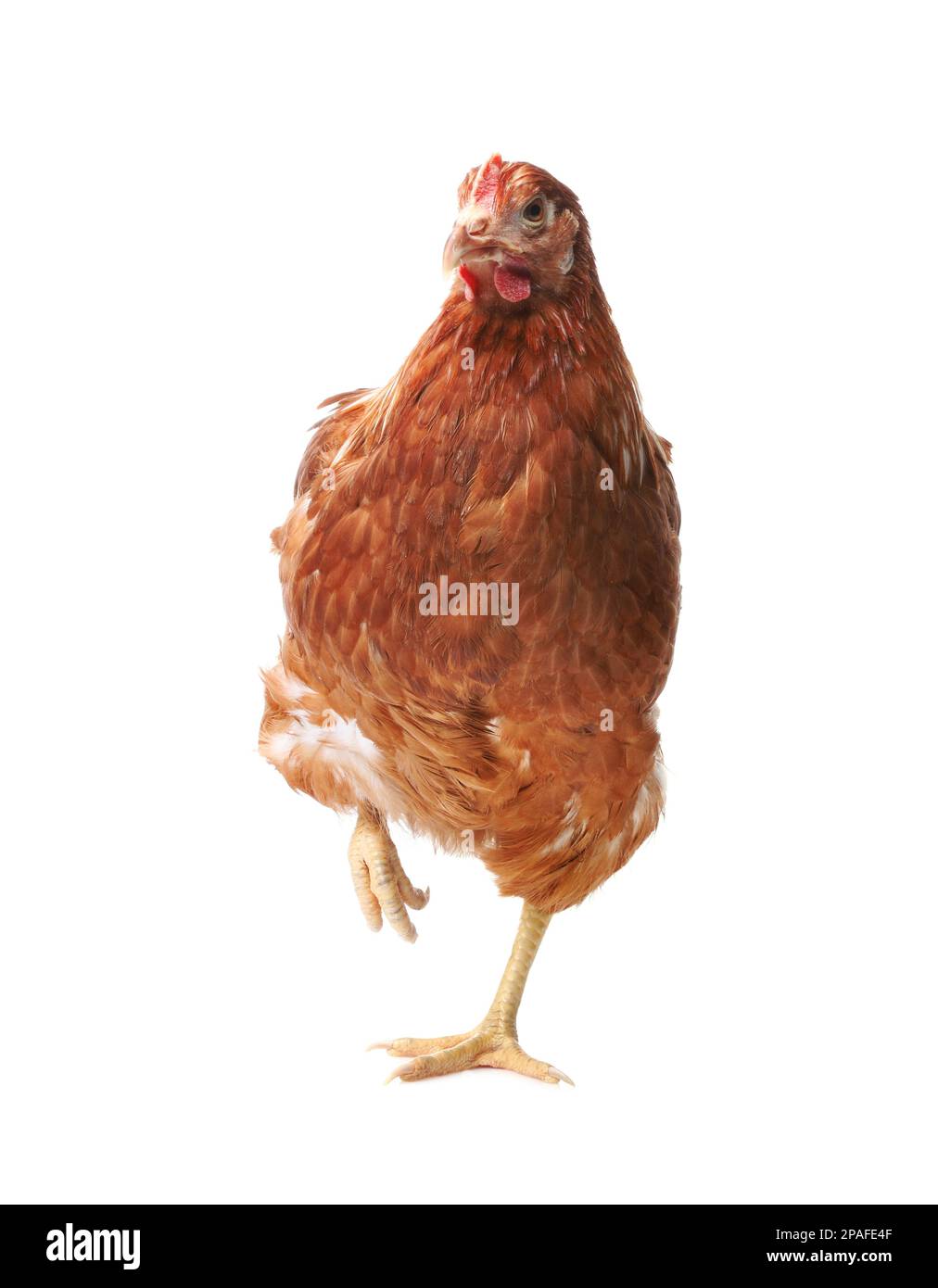 Beautiful chicken on white background. Domestic animal Stock Photo - Alamy