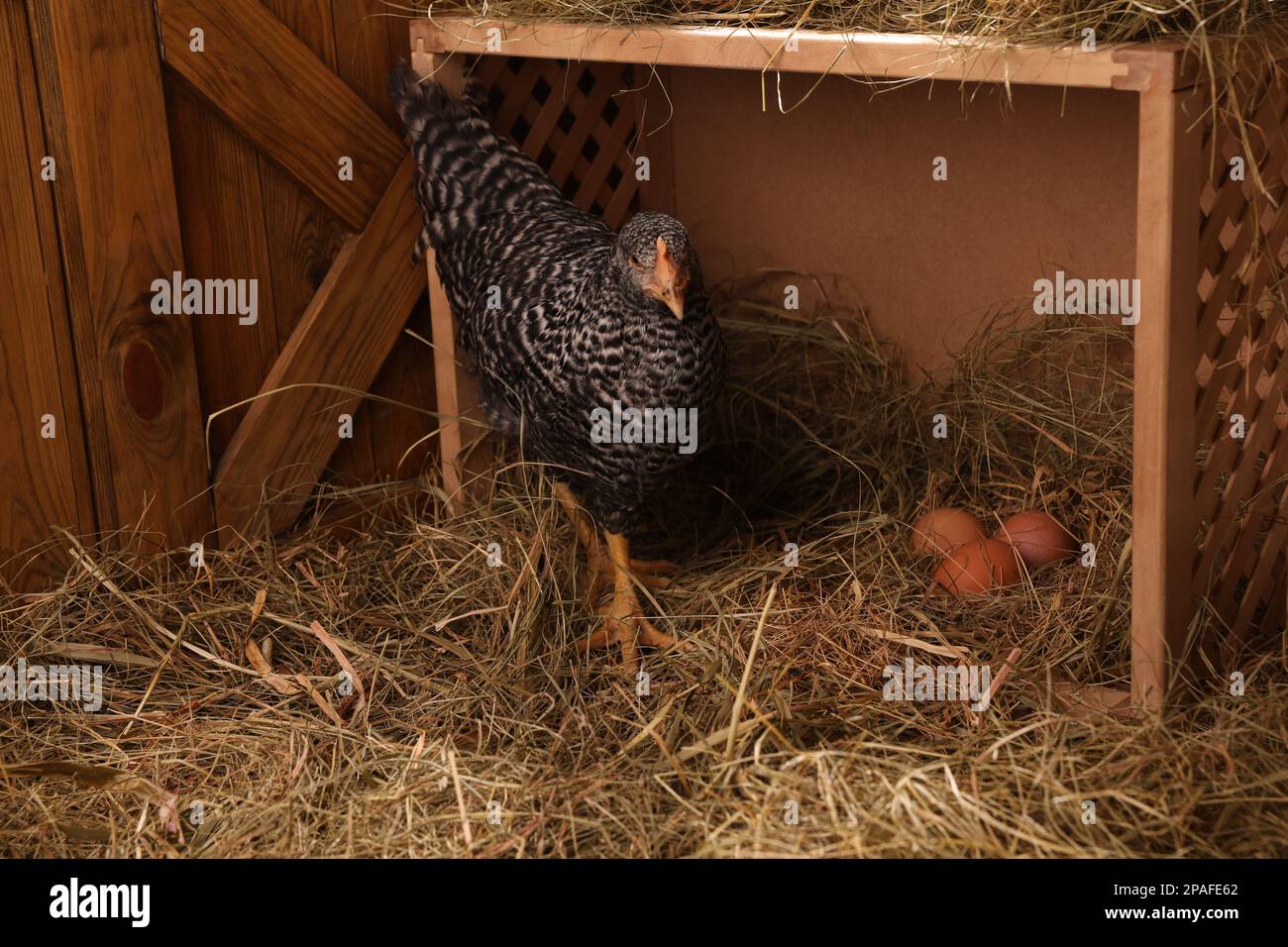 Beautiful chicken near nesting box with eggs in henhouse Stock Photo ...