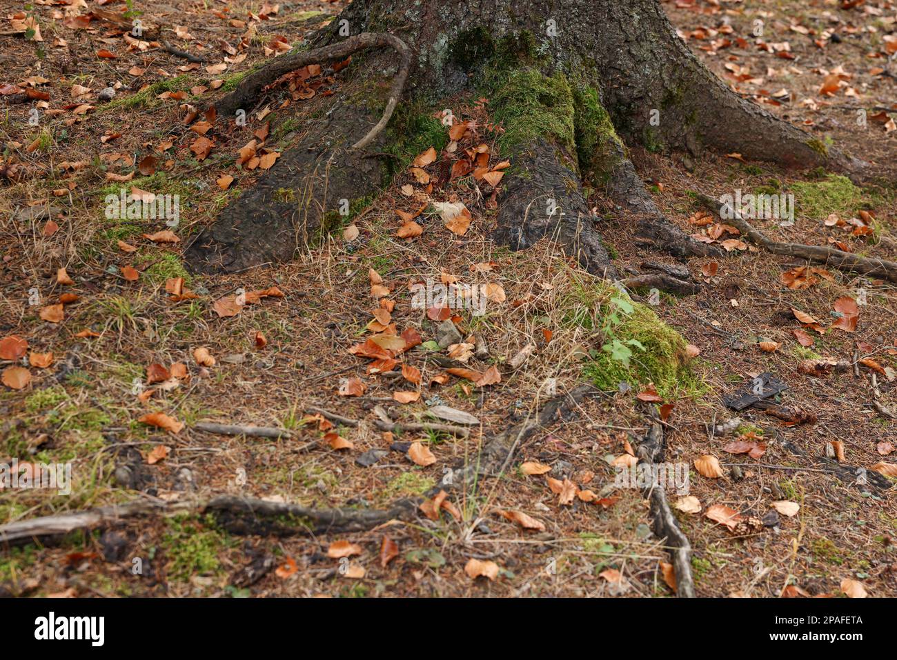 Soil covered in autumn hi-res stock photography and images - Alamy