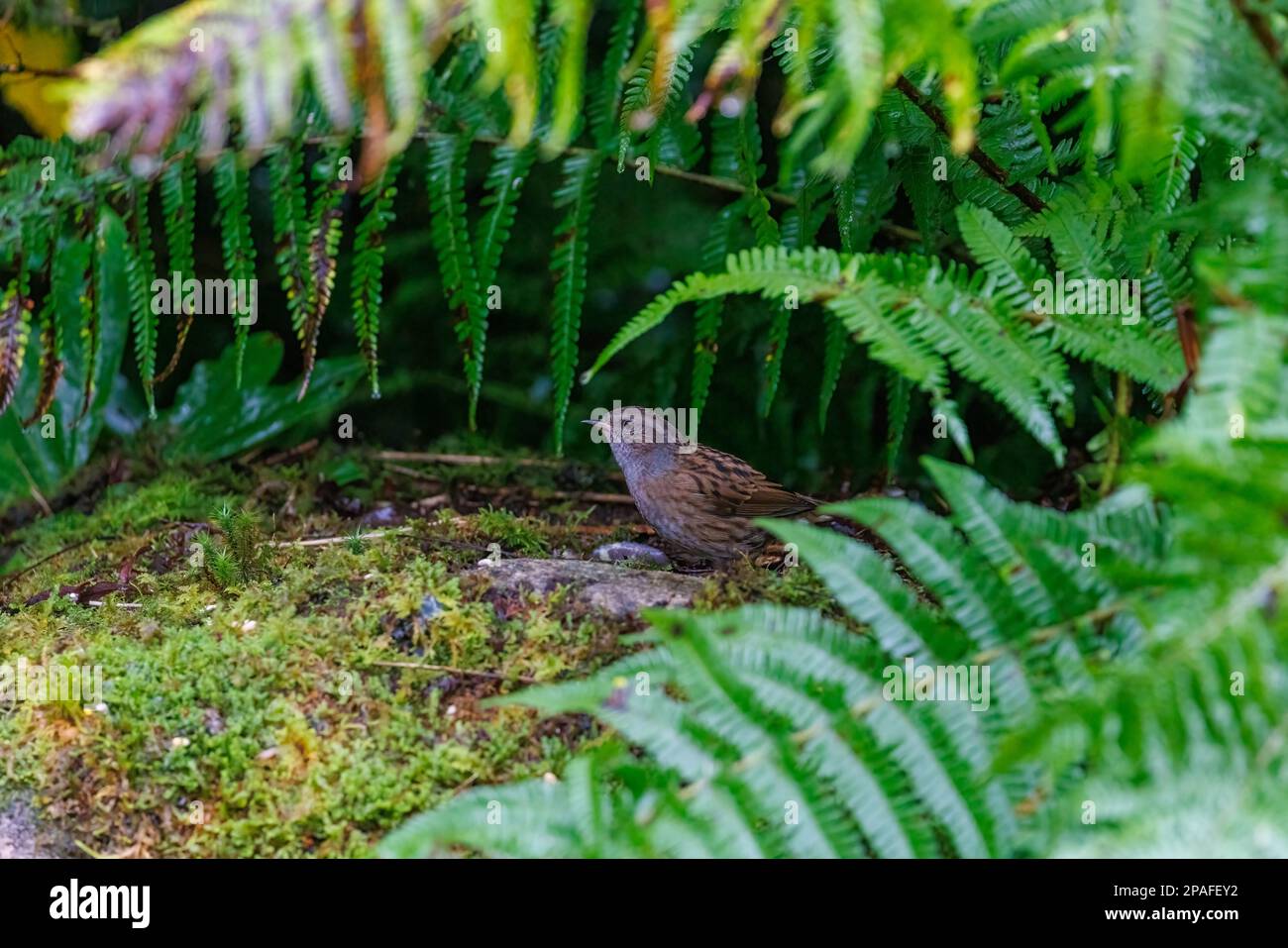 Dunnock [ Prunella modularis ] on mossy boulder under shrub and fern ...