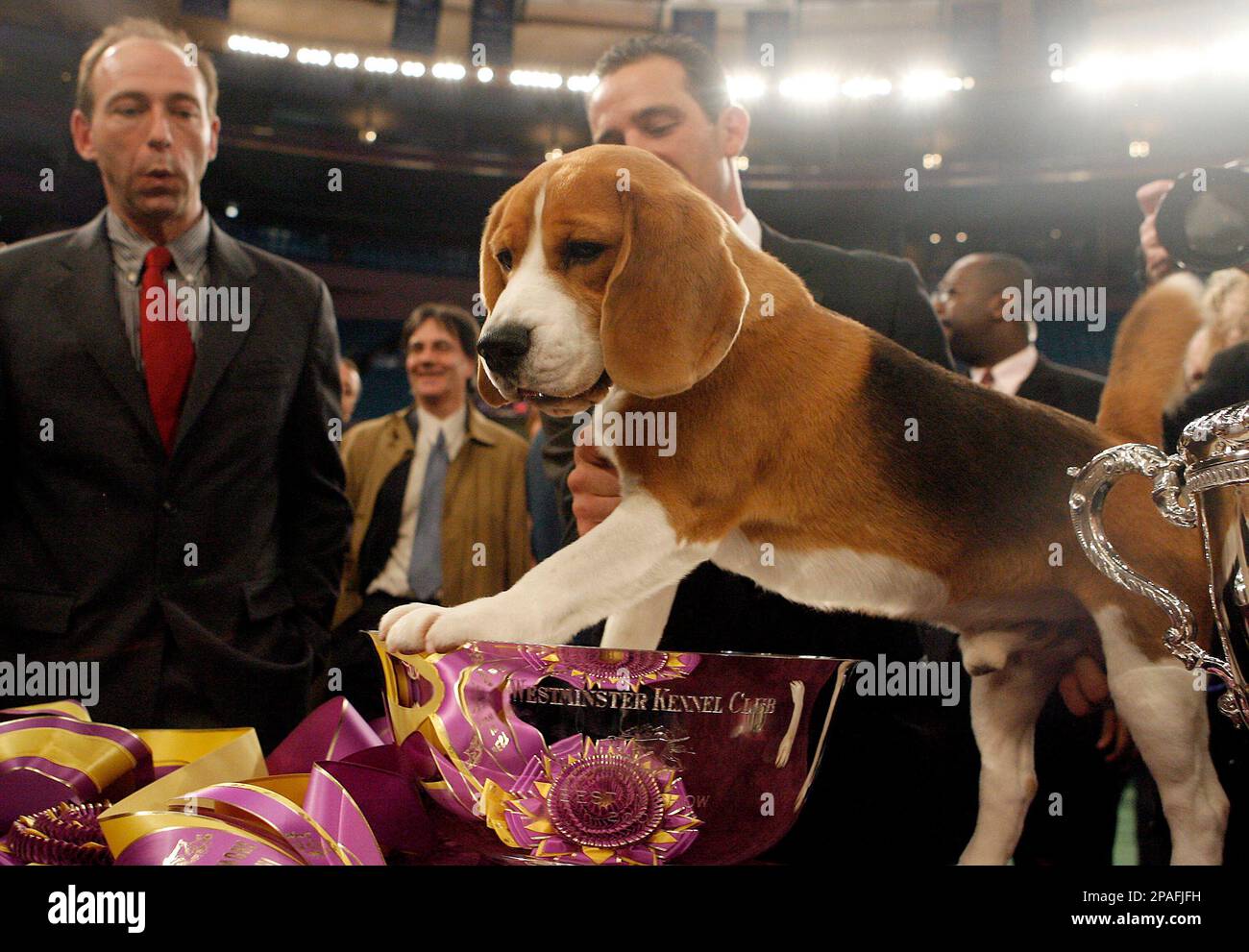 Uno, a 15-inch beagle, poses with his trophy after winning Best in Show ...