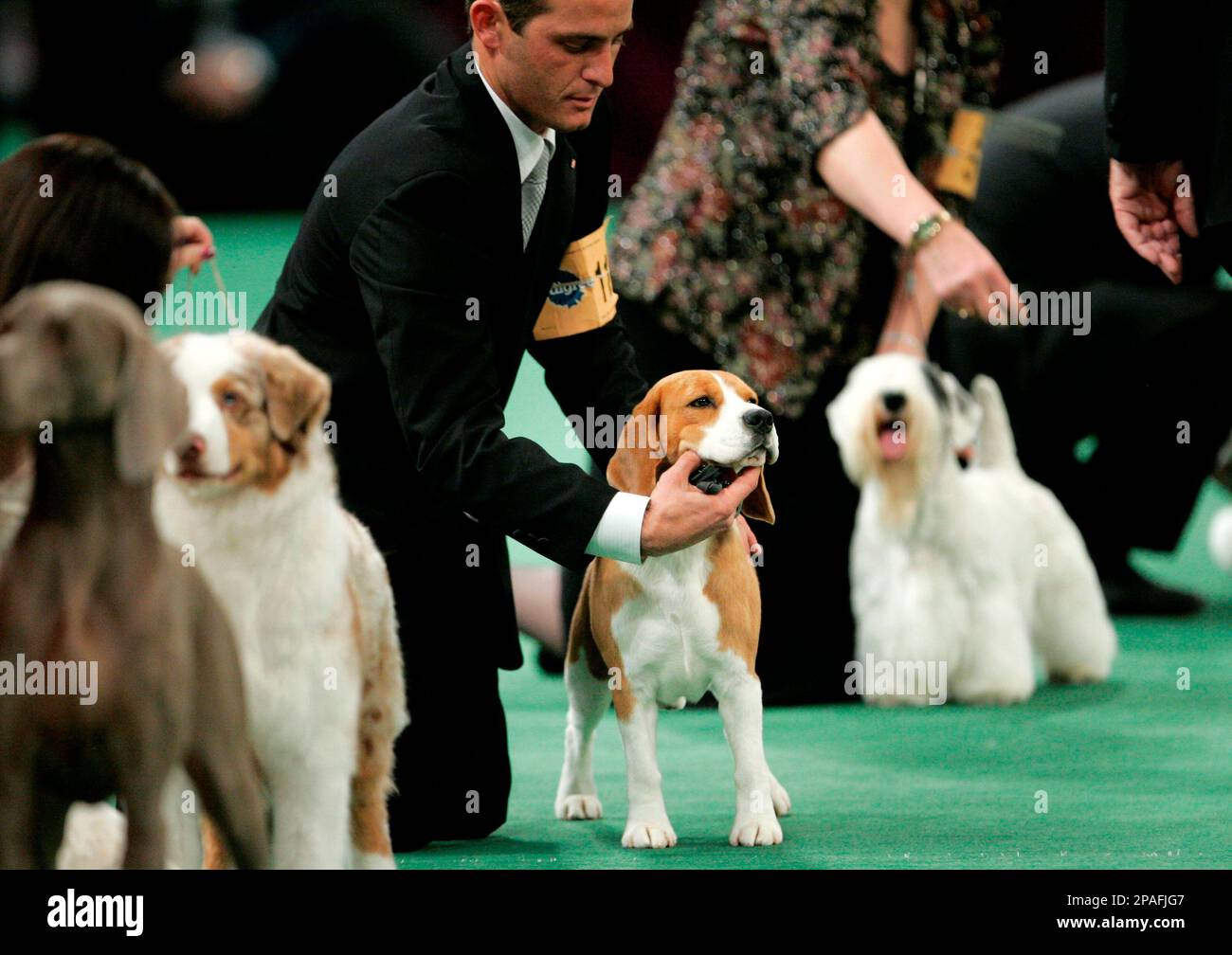 Uno, a 15-inch beagle, competes for Best in Show at the 132nd ...