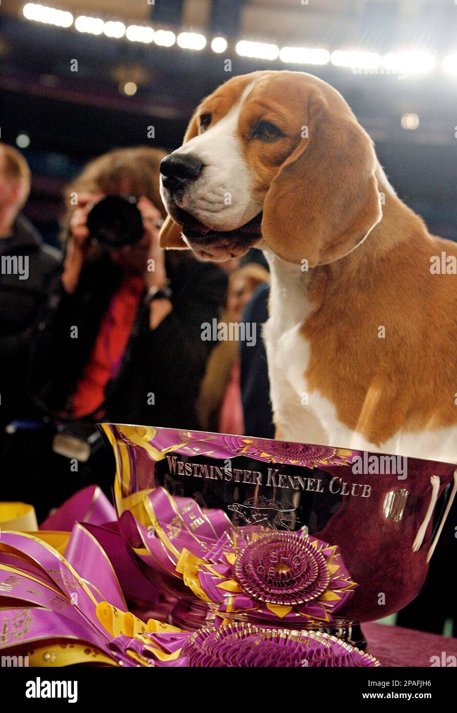 Uno, a 15-inch beagle, poses with the trophy after winning Best in Show ...
