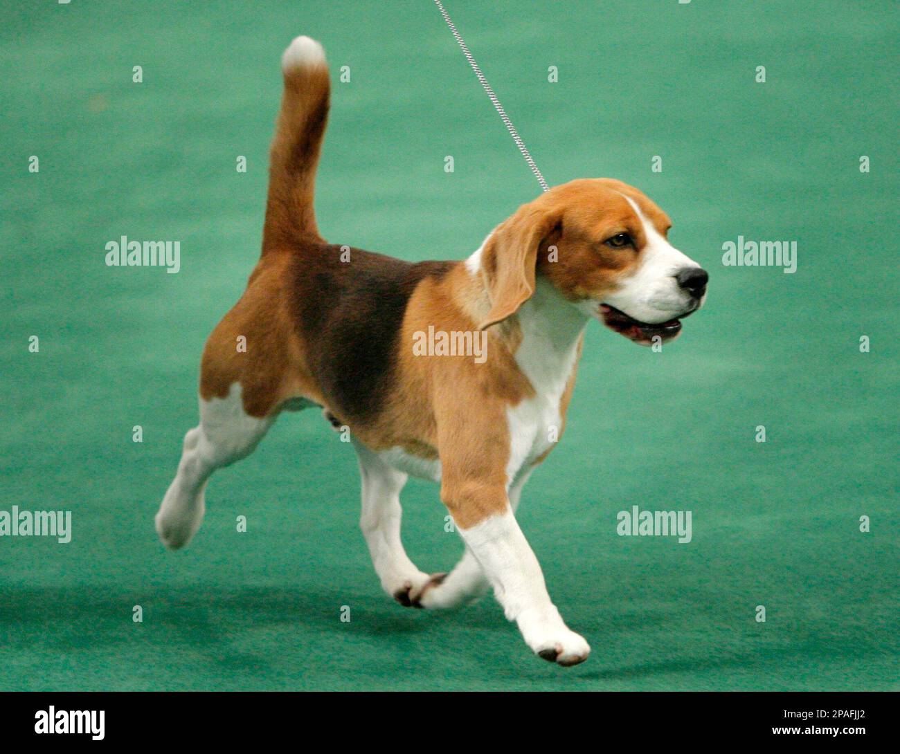 Uno, a 15-inch beagle, competes for Best in Show at the 132nd ...