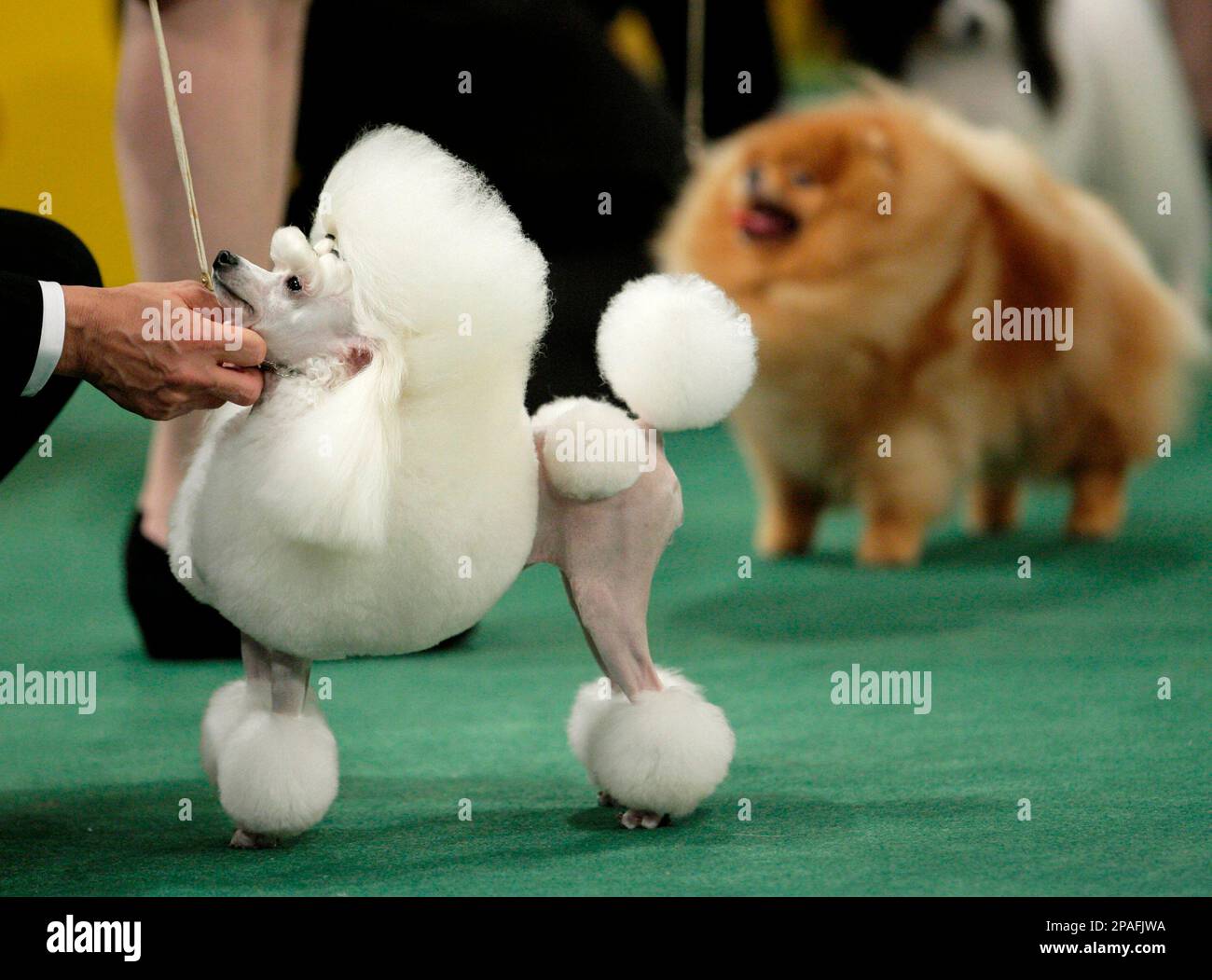 Vikki, a toy poodle, looks up at her handler during the toy group ...