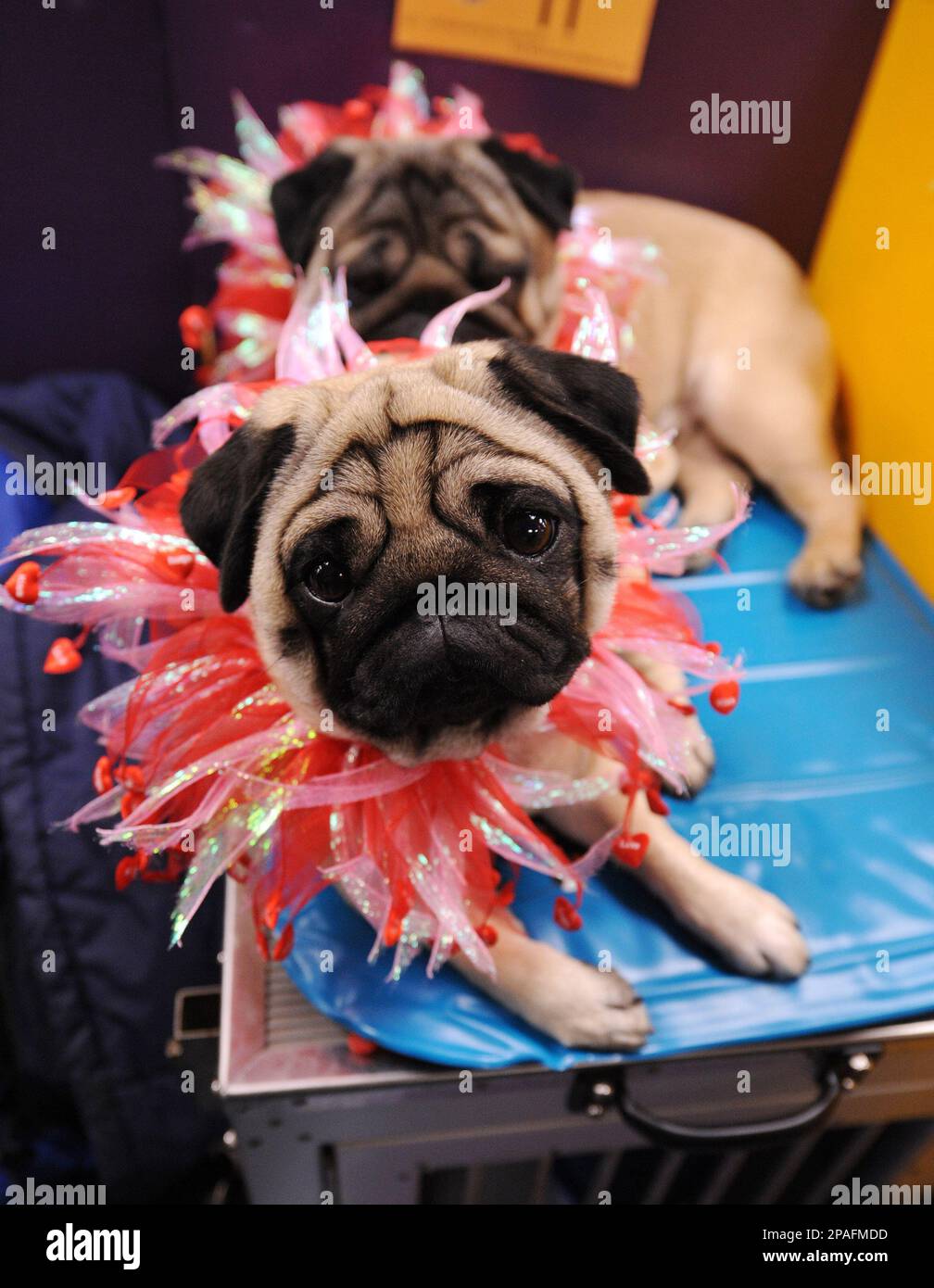 Spike, rear, a pug, takes a nap while his sister Daphne, foreground ...