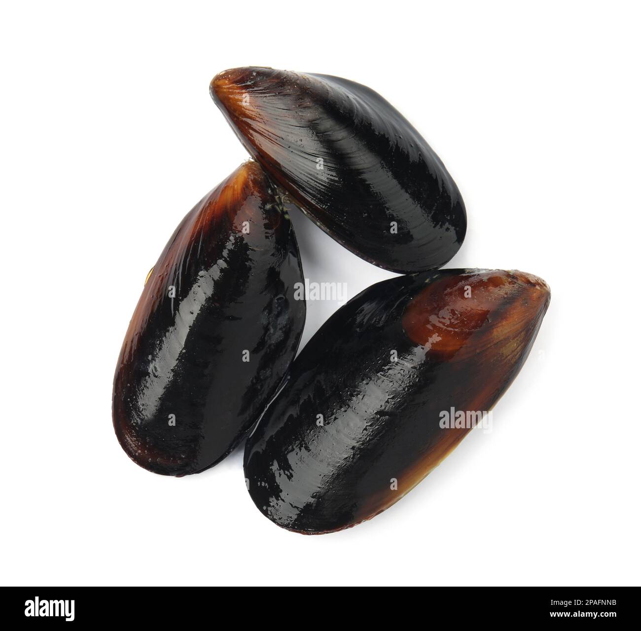 Raw mussels in shells on white background, top view Stock Photo - Alamy