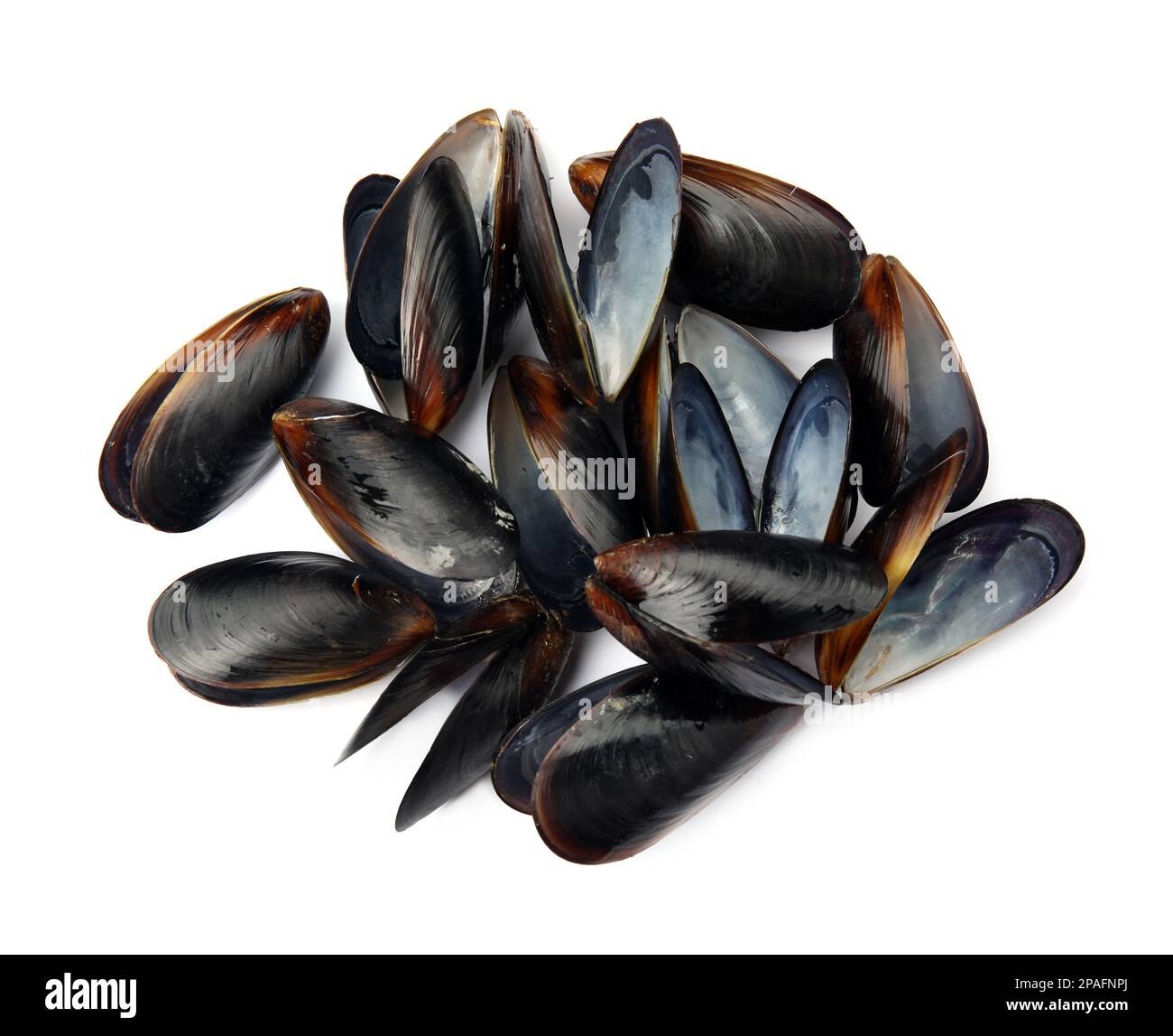 Open empty mussel shells on white background, top view Stock Photo - Alamy