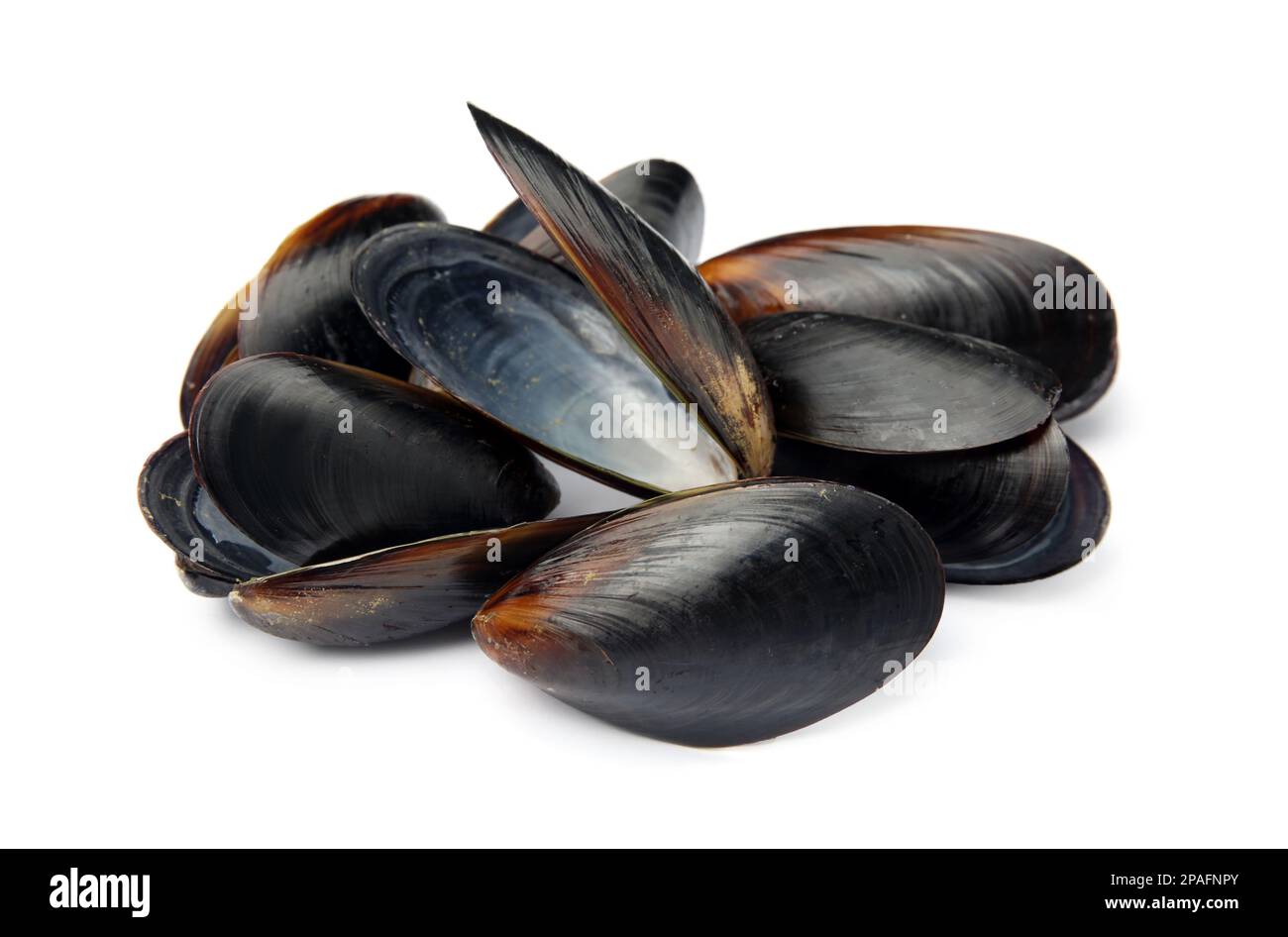 Open empty mussel shells on white background Stock Photo - Alamy