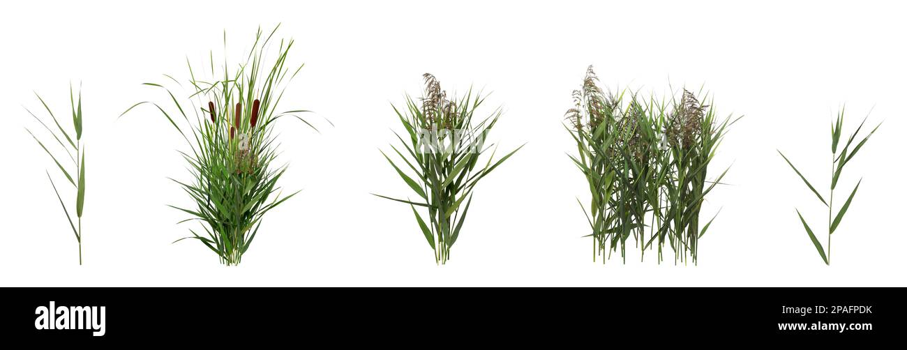 Set with beautiful green reed on white background. Banner design Stock ...