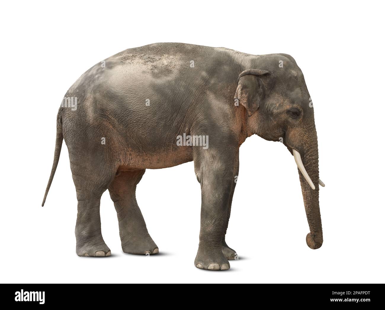 Large elephant on white background. Exotic animal Stock Photo - Alamy