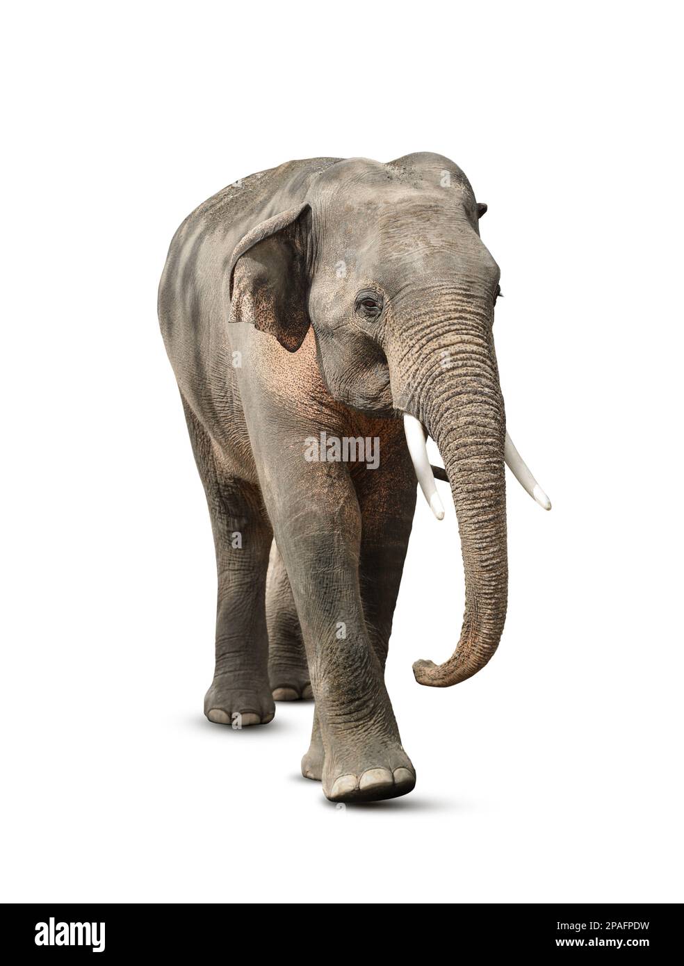Large elephant on white background. Exotic animal Stock Photo - Alamy