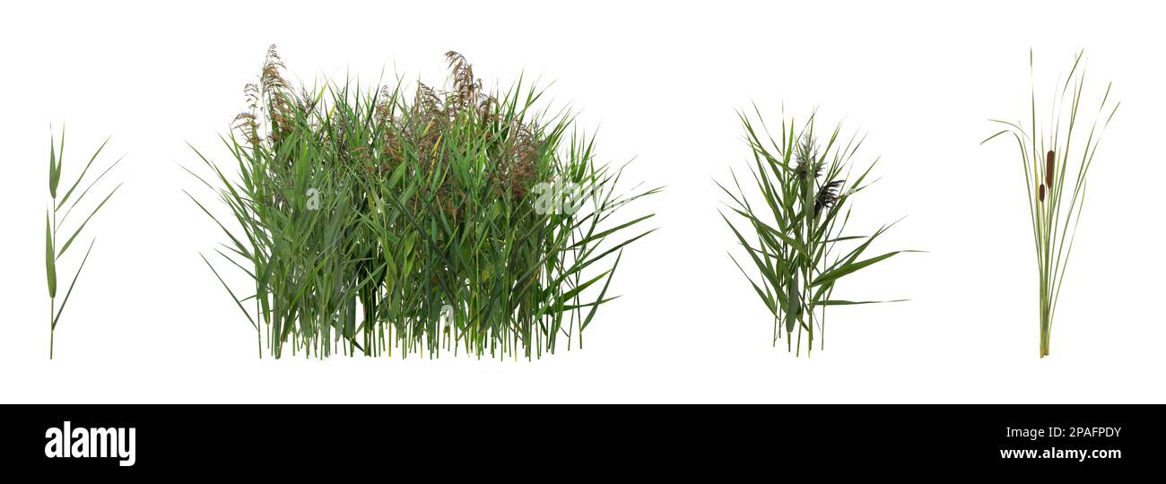 Set with beautiful green reed on white background. Banner design Stock ...