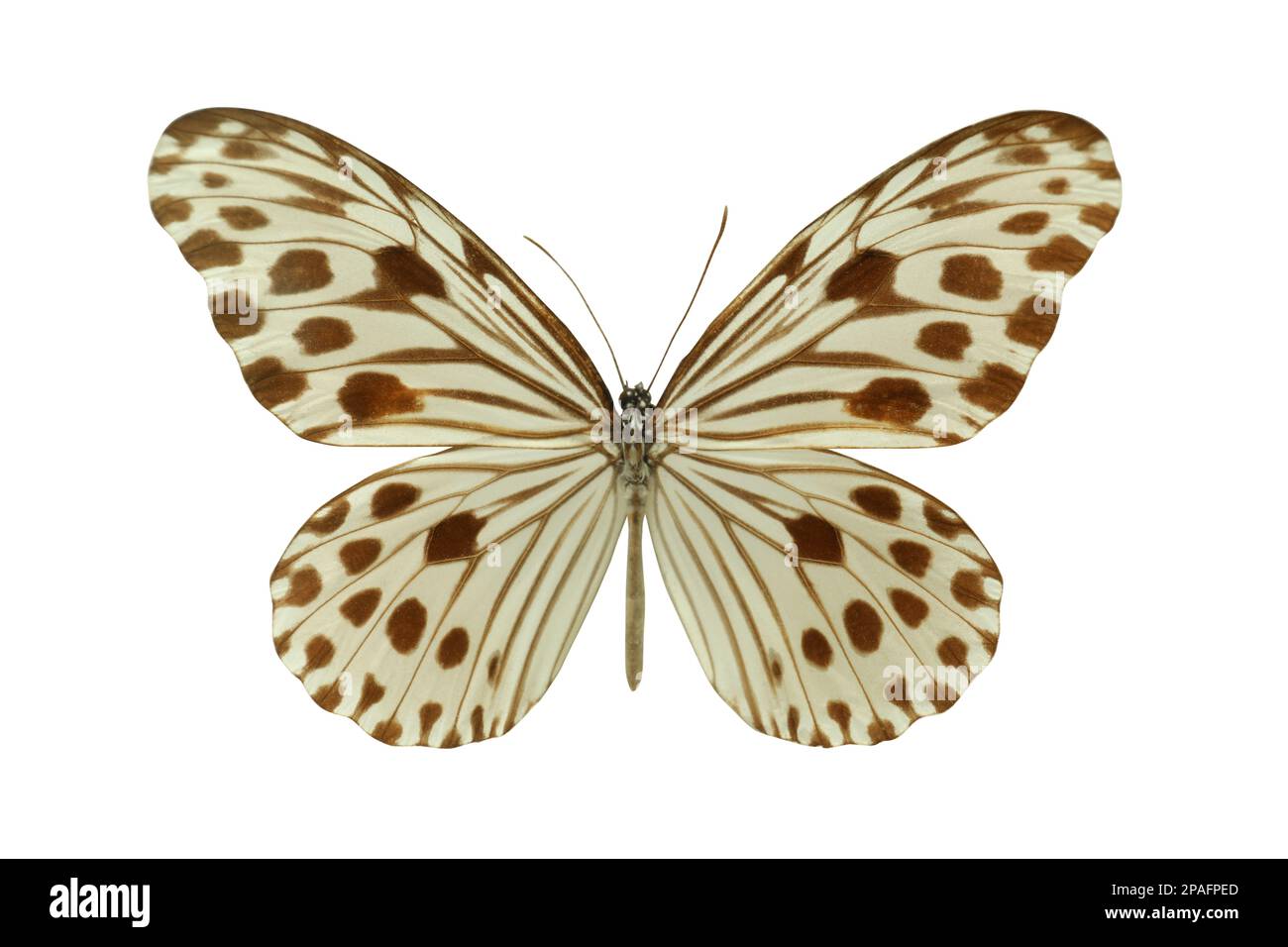 Beautiful fragile exotic butterfly on white background Stock Photo - Alamy