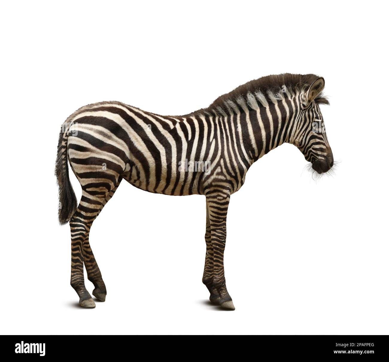 Striped african animals Cut Out Stock Images & Pictures - Alamy Striped african animals Cut Out Stock Images & Pictures - Alamy