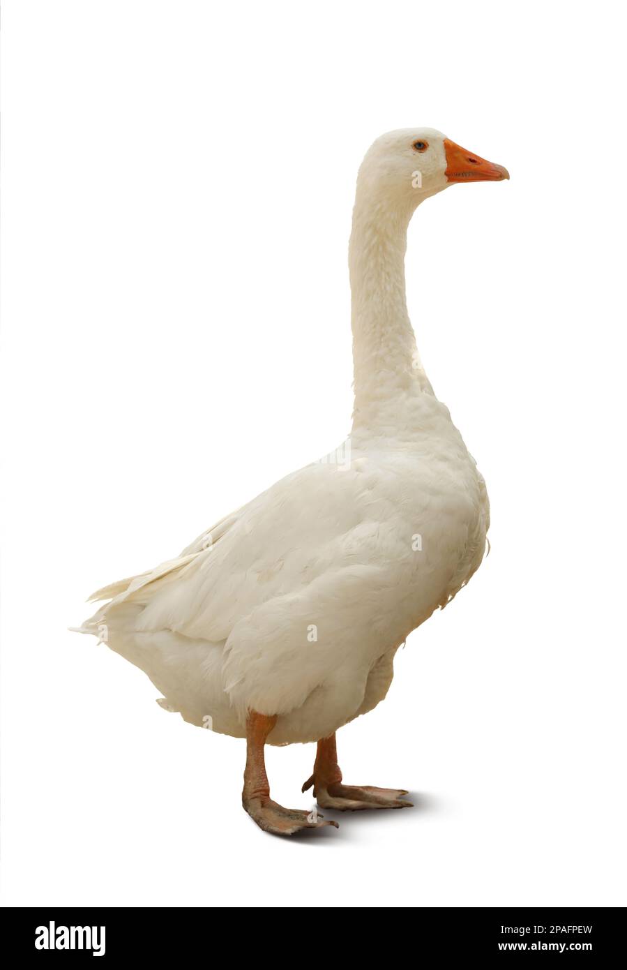 Beautiful goose on white background. Domestic animal Stock Photo - Alamy