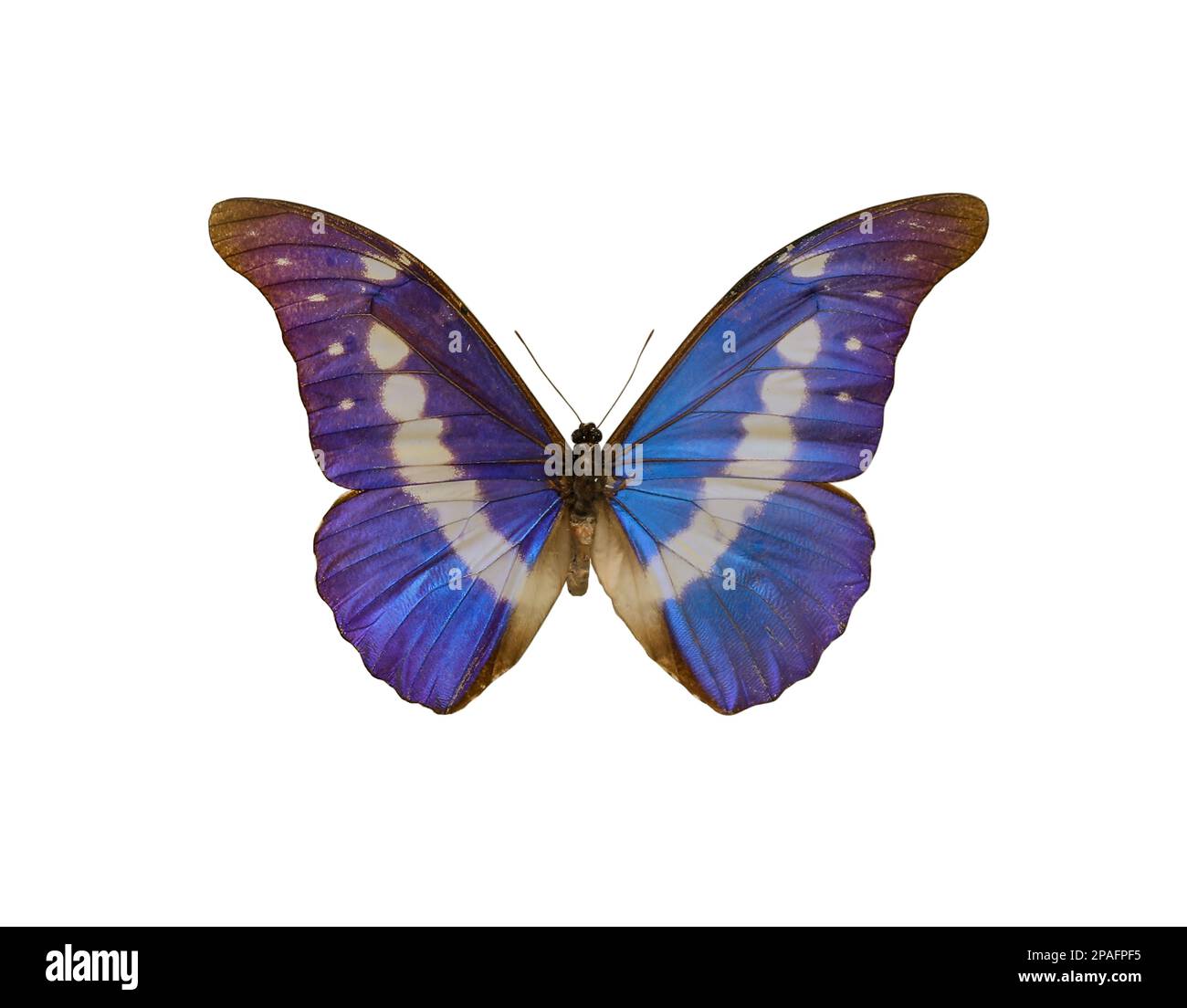 Beautiful fragile exotic butterfly on white background Stock Photo - Alamy